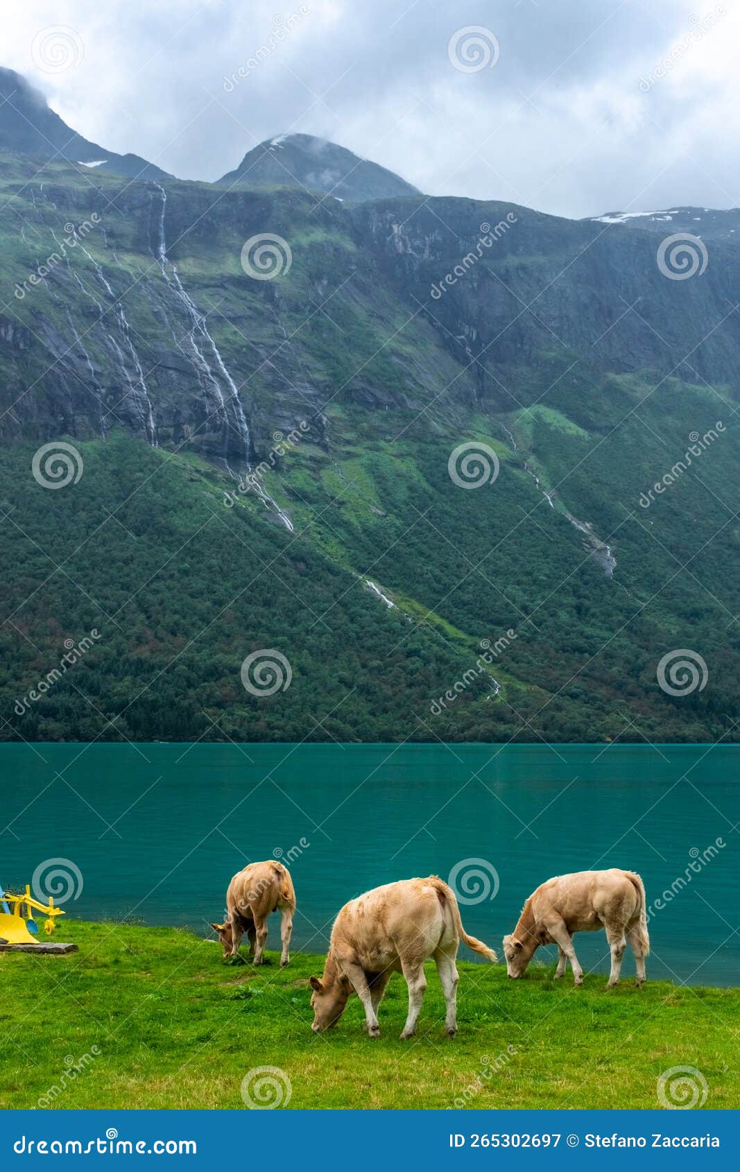 Cows on the Lake Side of Lovatnet Glacial Lake , Norway Stock Image ...