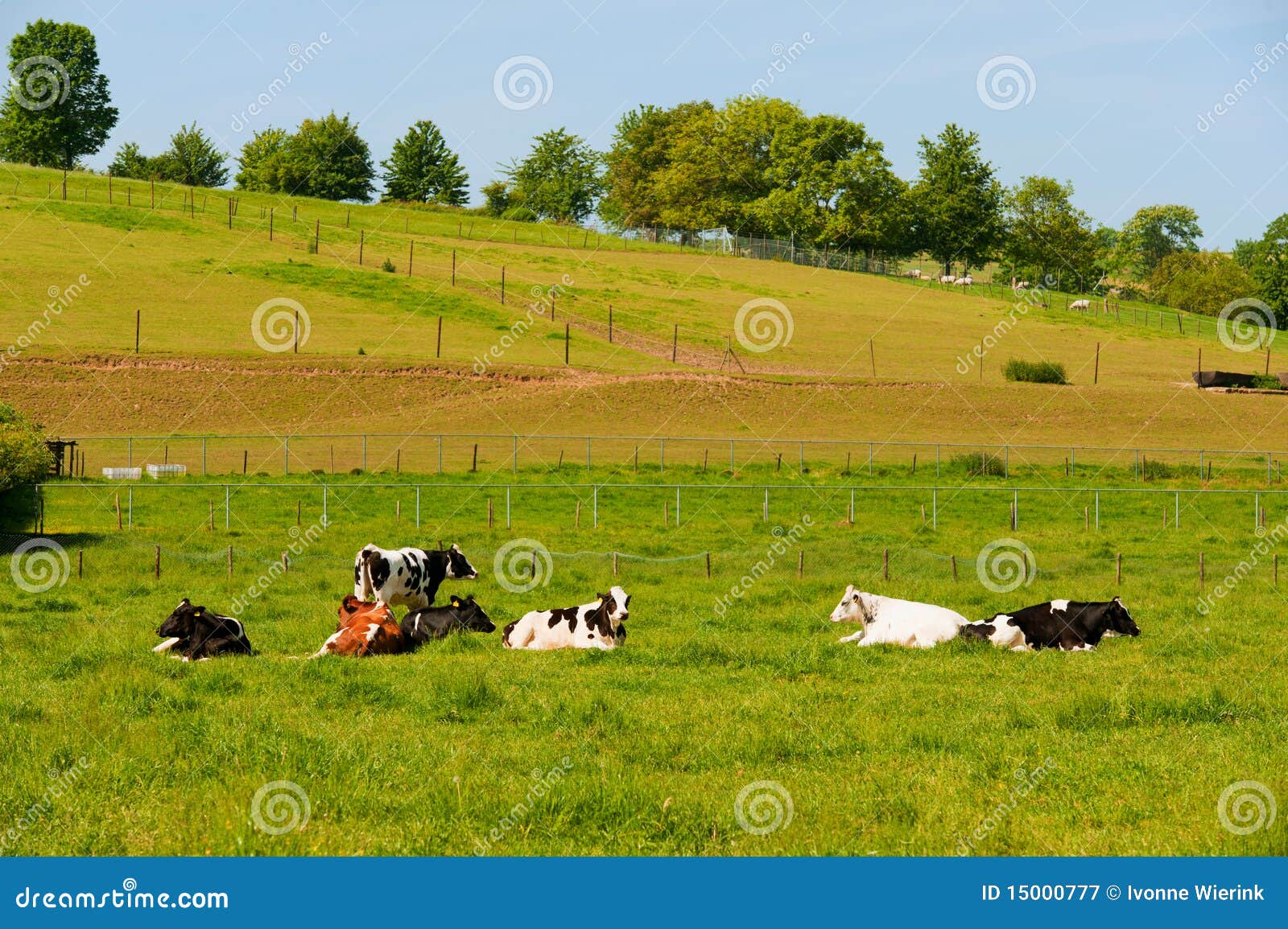Cows in landscape stock image. Image of nature, cows - 15000777
