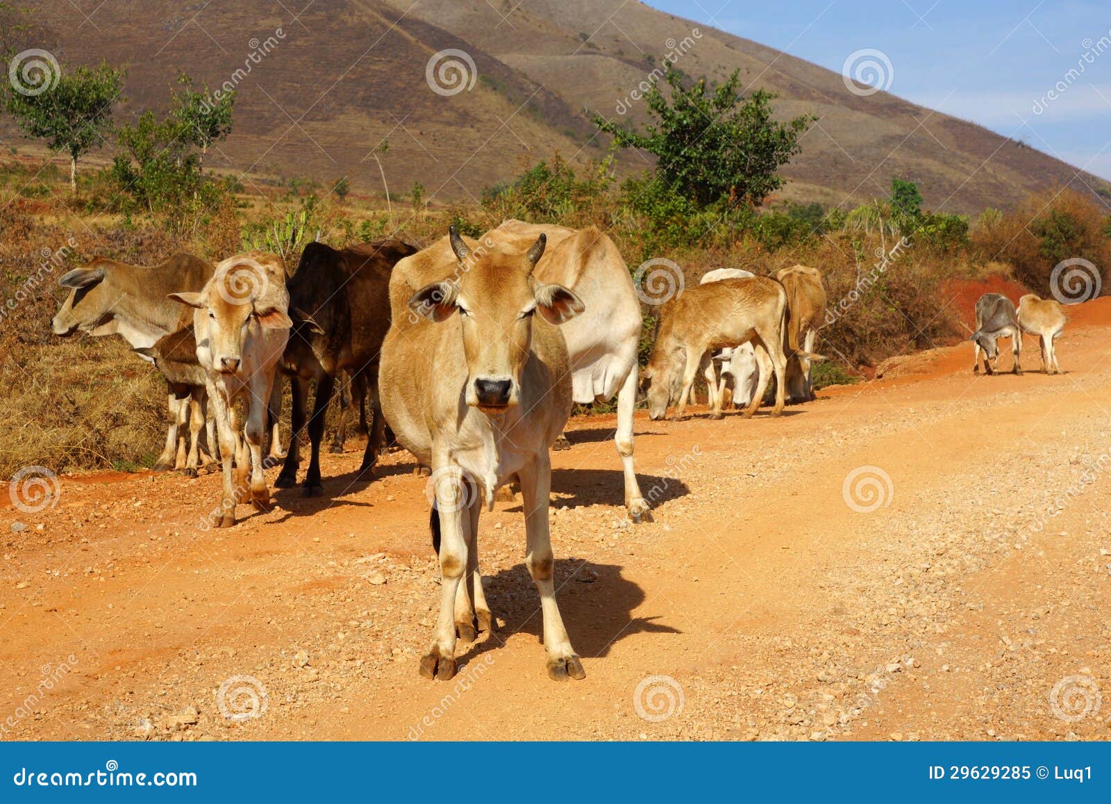 Cows in Landscape of Myanmar Stock Image - Image of heritage, isolated ...