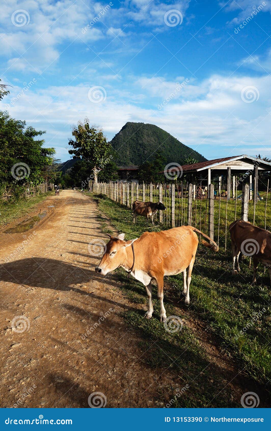 Cows in Laos stock photo. Image of vang, meat, tourism - 13153390