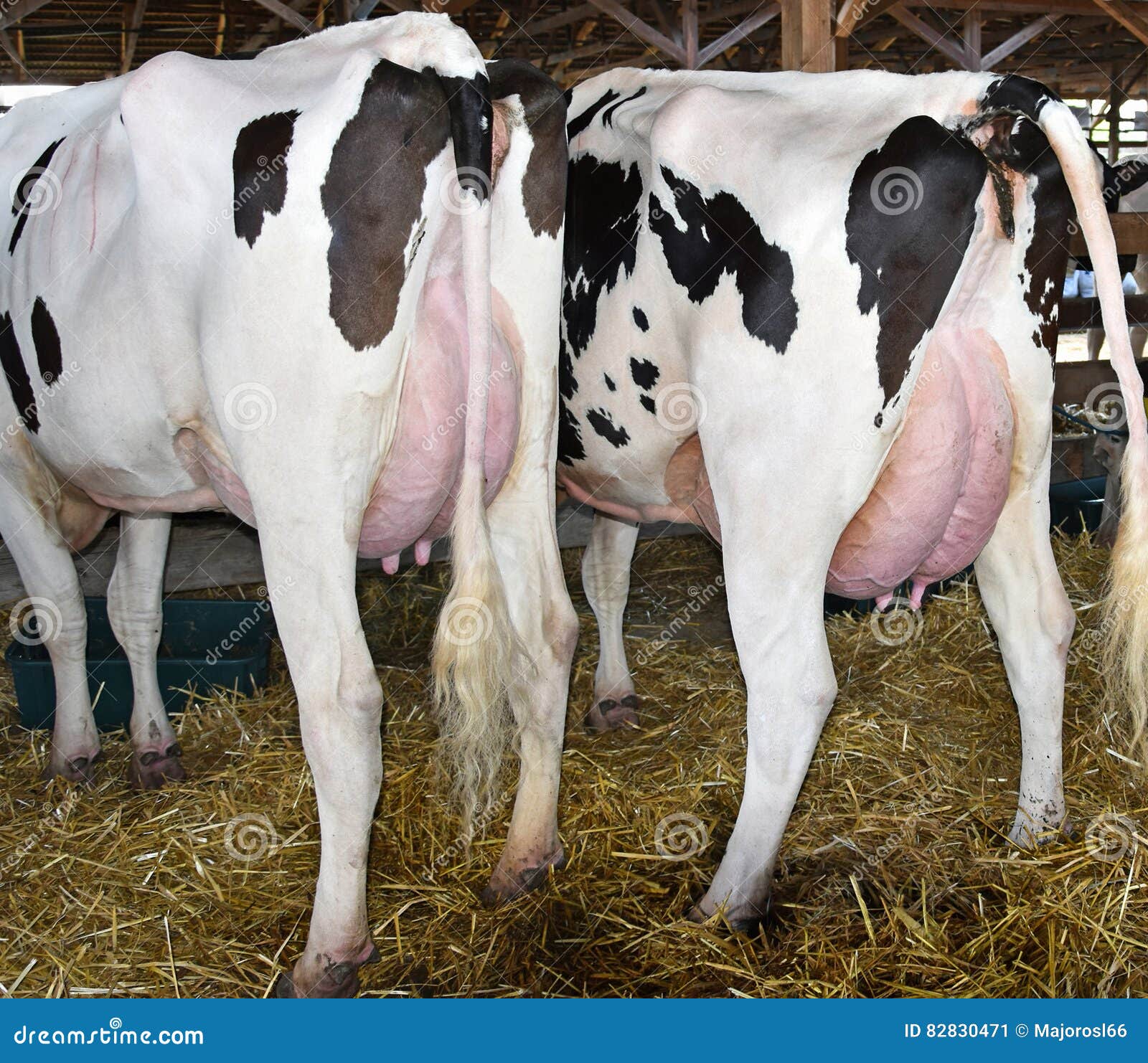 Cows with large udder stock image. Image of dairy, large - 82830471