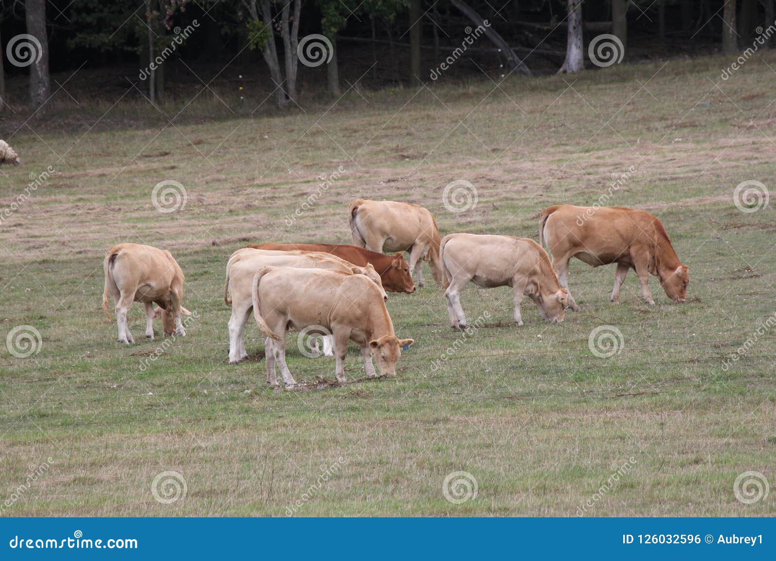 Cows Light Brown in Pasture-Summers End Stock Photo - Image of ...