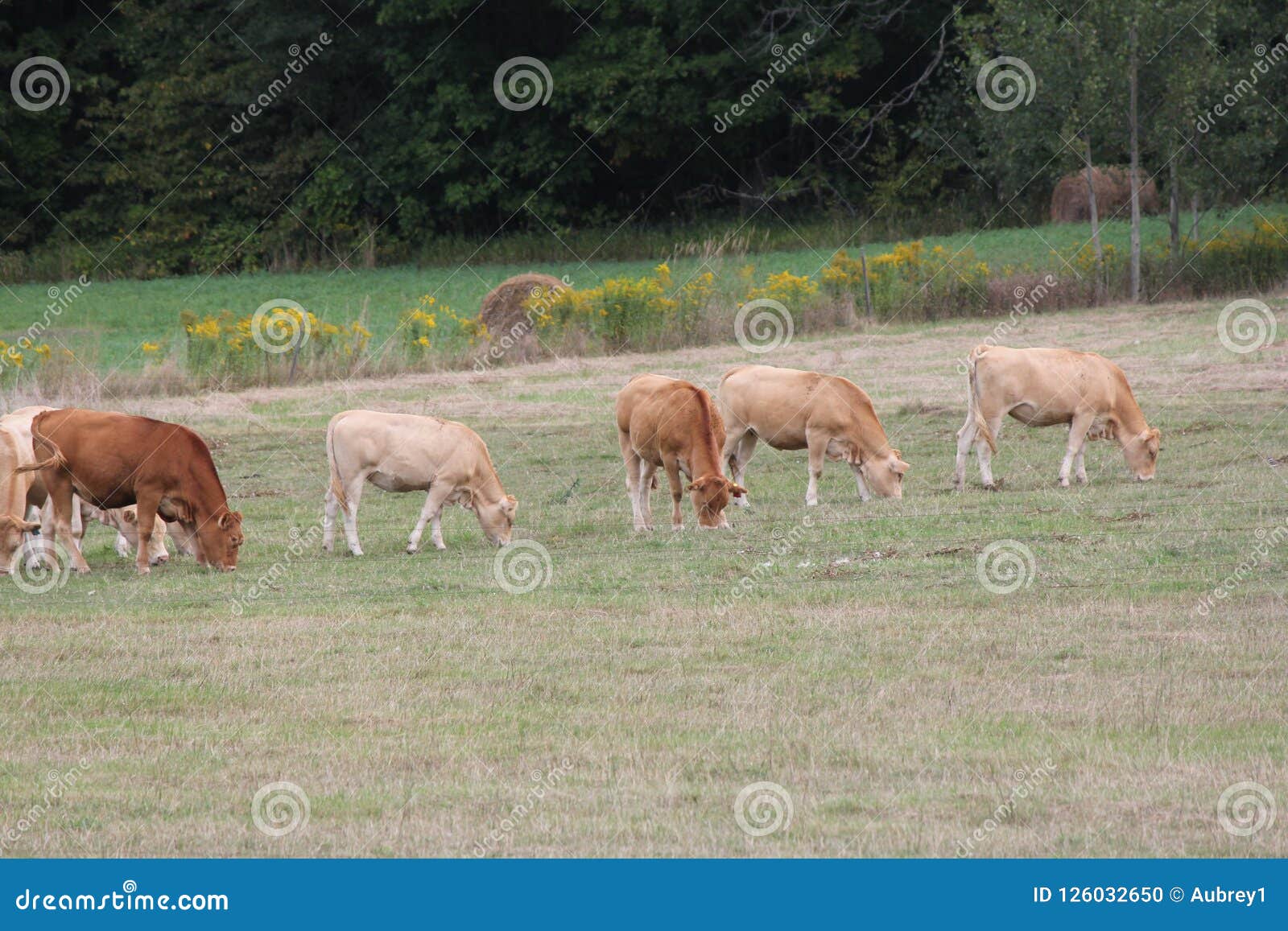 Cows Light Brown in Pasture-Summers End Stock Photo - Image of summer ...