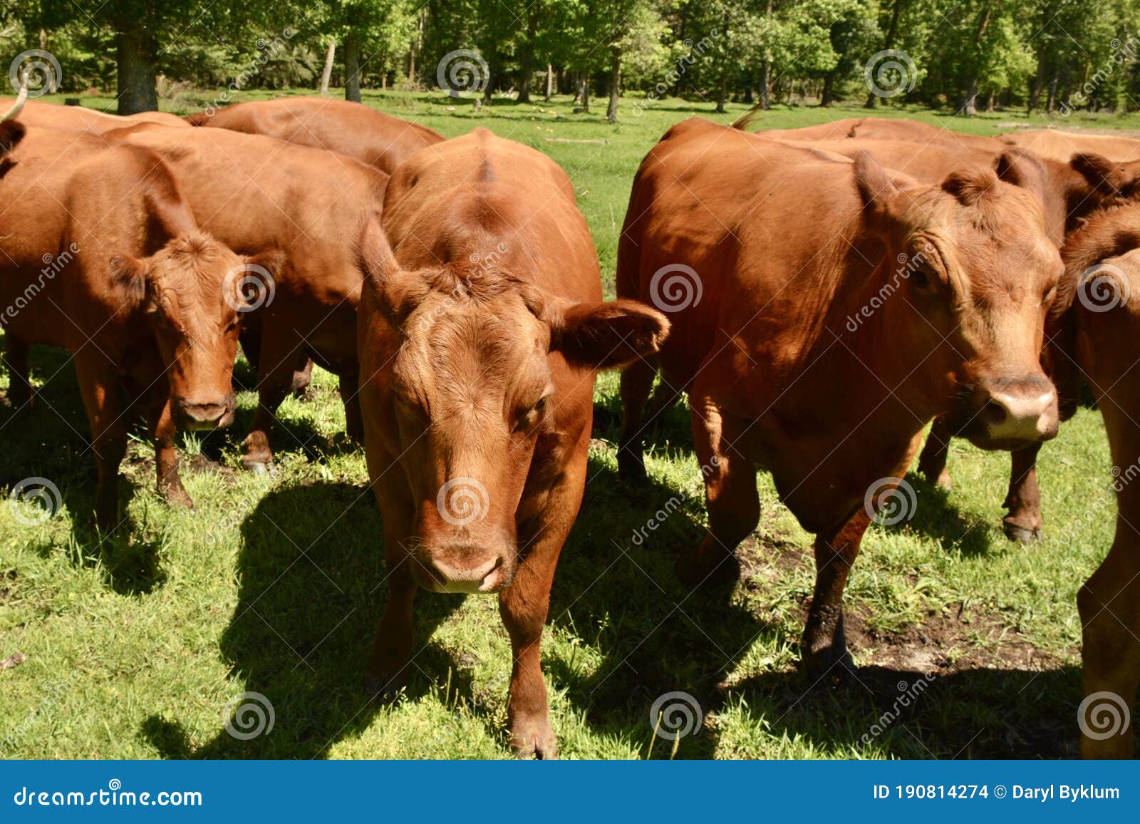 Cows Line Up for the Camera in a Minnesota Pasture. Stock Photo - Image ...