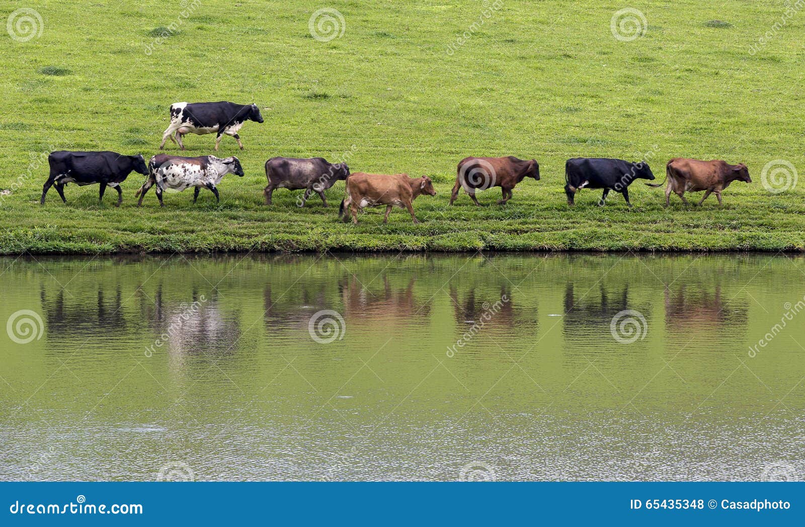 Cows in line stock photo. Image of farm, nature, river - 65435348