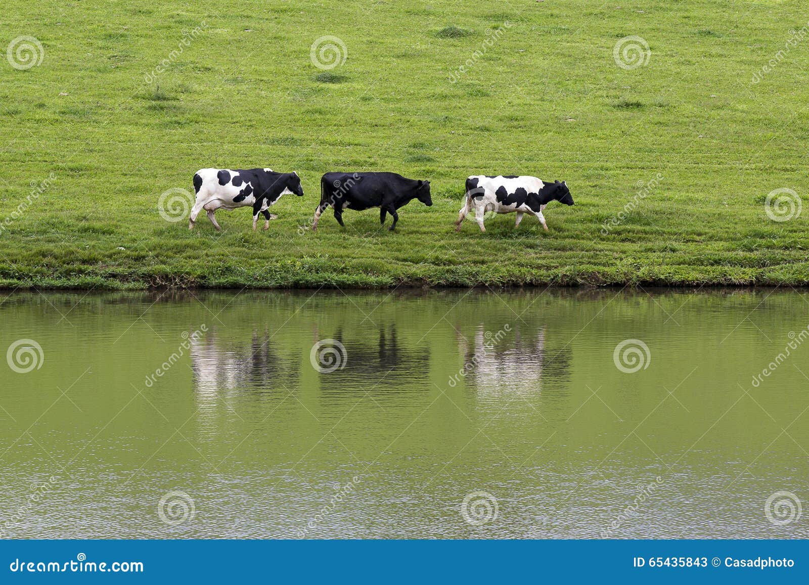 Cows in line stock image. Image of calm, river, countryside - 65435843