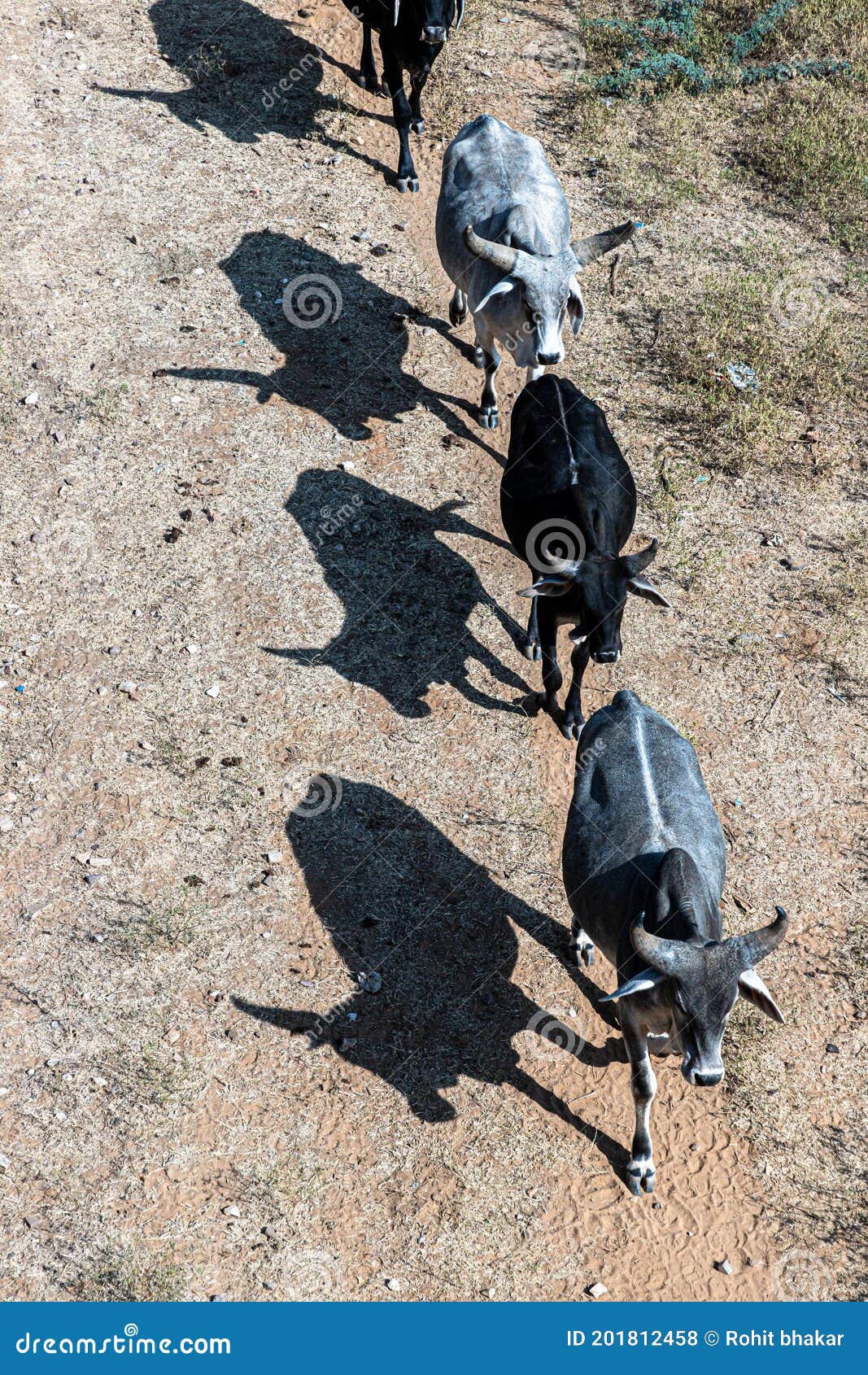 Cows are Lined Up in a Row,making Straight Line of Cows Stock Photo ...