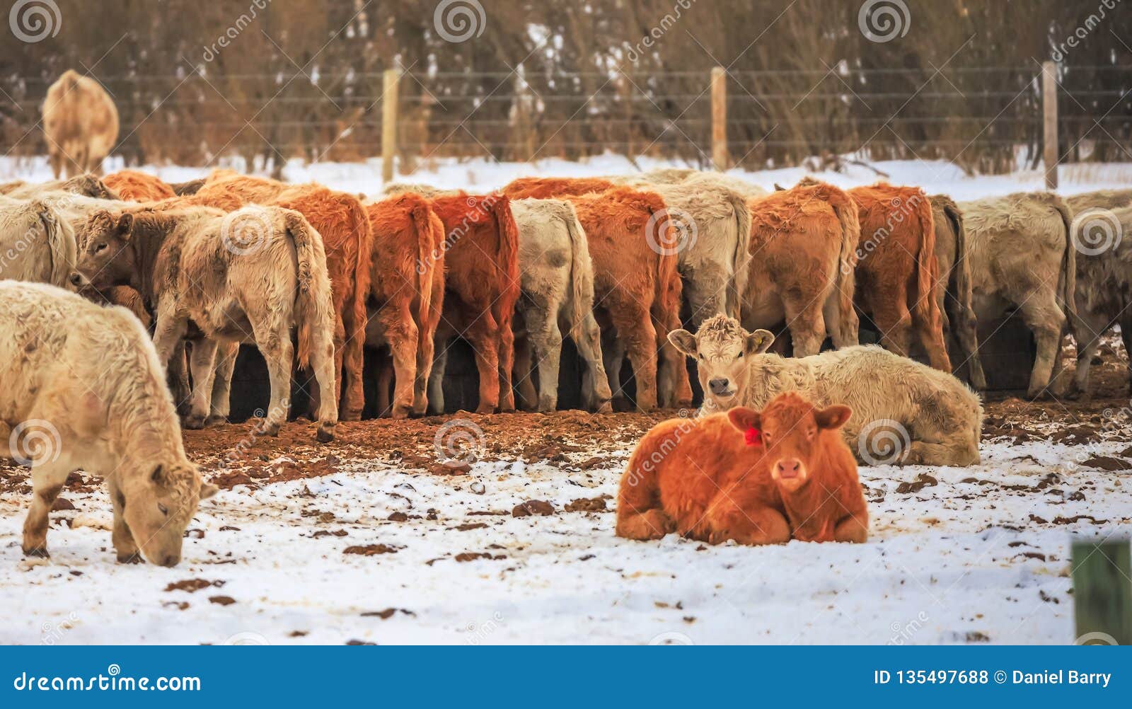 Cows Lined up for Lunch stock photo. Image of afternoon - 135497688