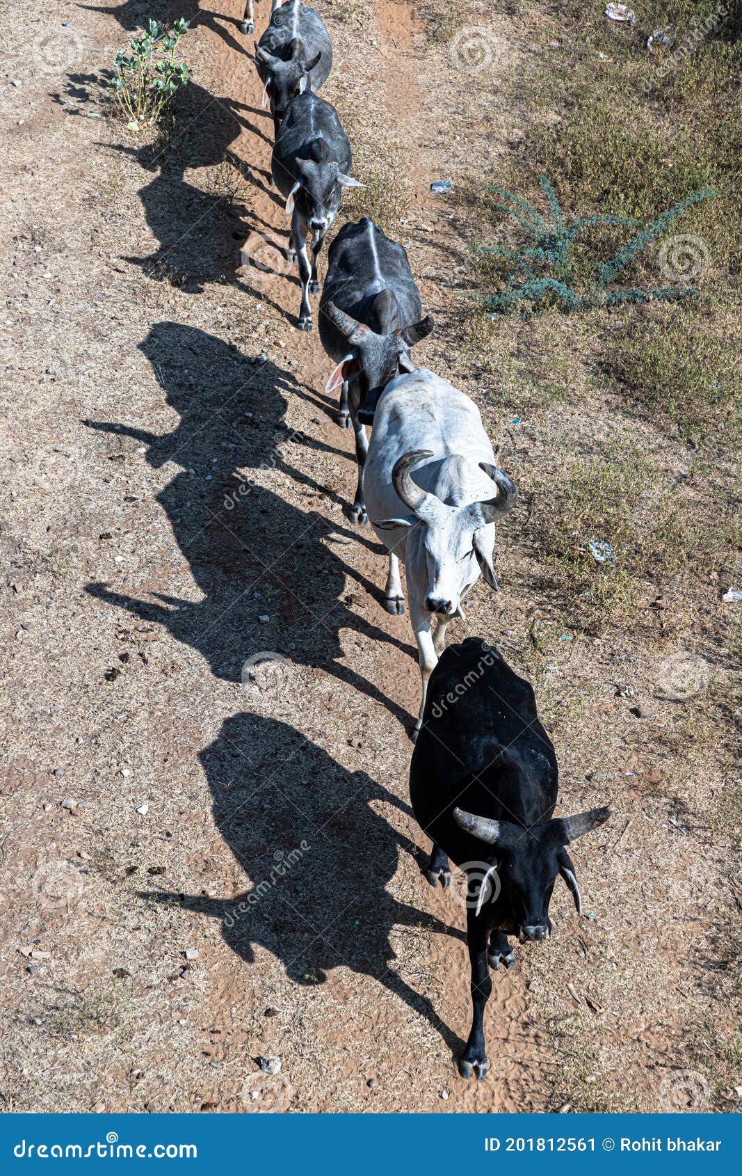Cows are Lined Up in a Row,straight Line of Cows Stock Image - Image of ...