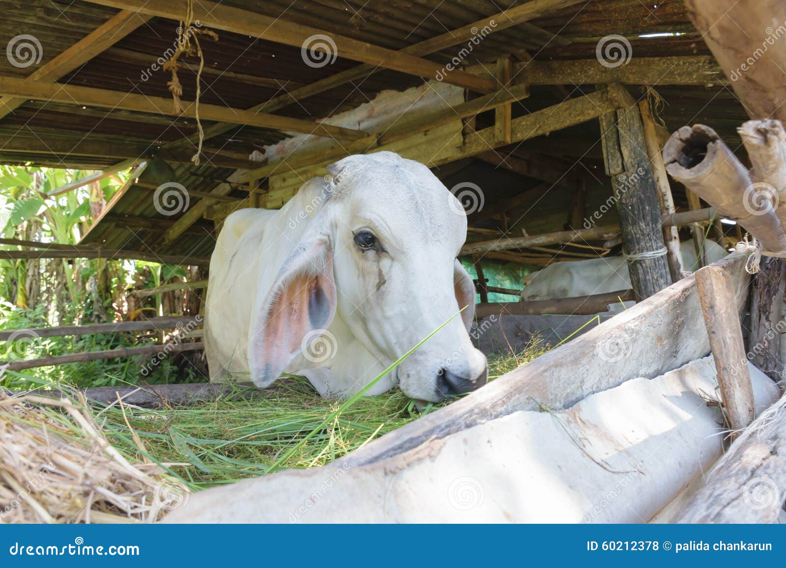 Cows in the local farm stock photo. Image of farm, calf - 60212378