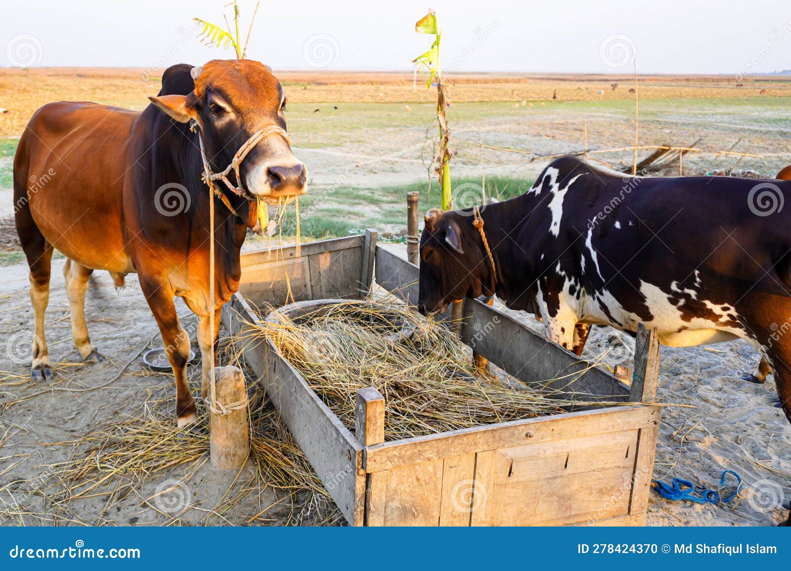 Cows Looking at the Camera. Group of Cows Standing in the Yard with Tie ...