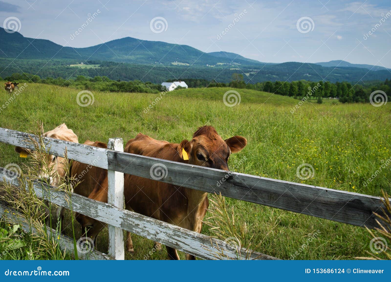 Cows Looking Over Board Fence Stock Photo - Image of rolling, animal ...