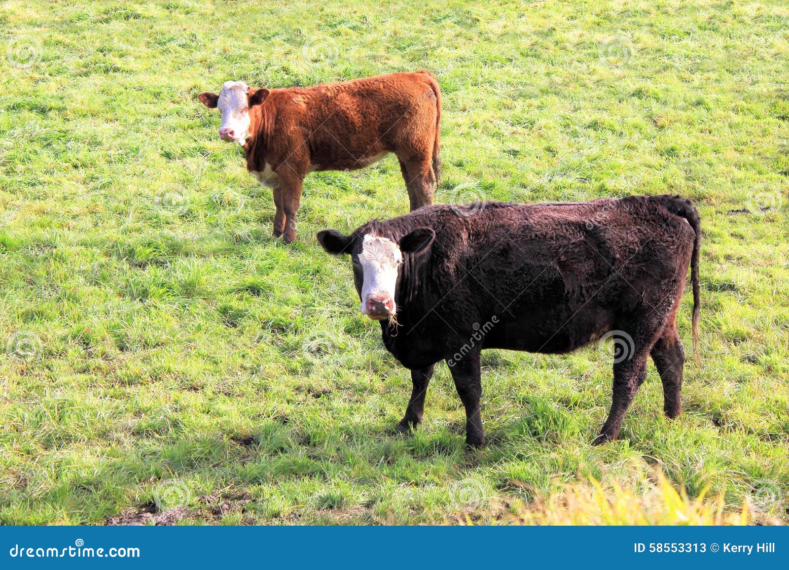 Cows looking up at camera stock image. Image of creature - 58553313
