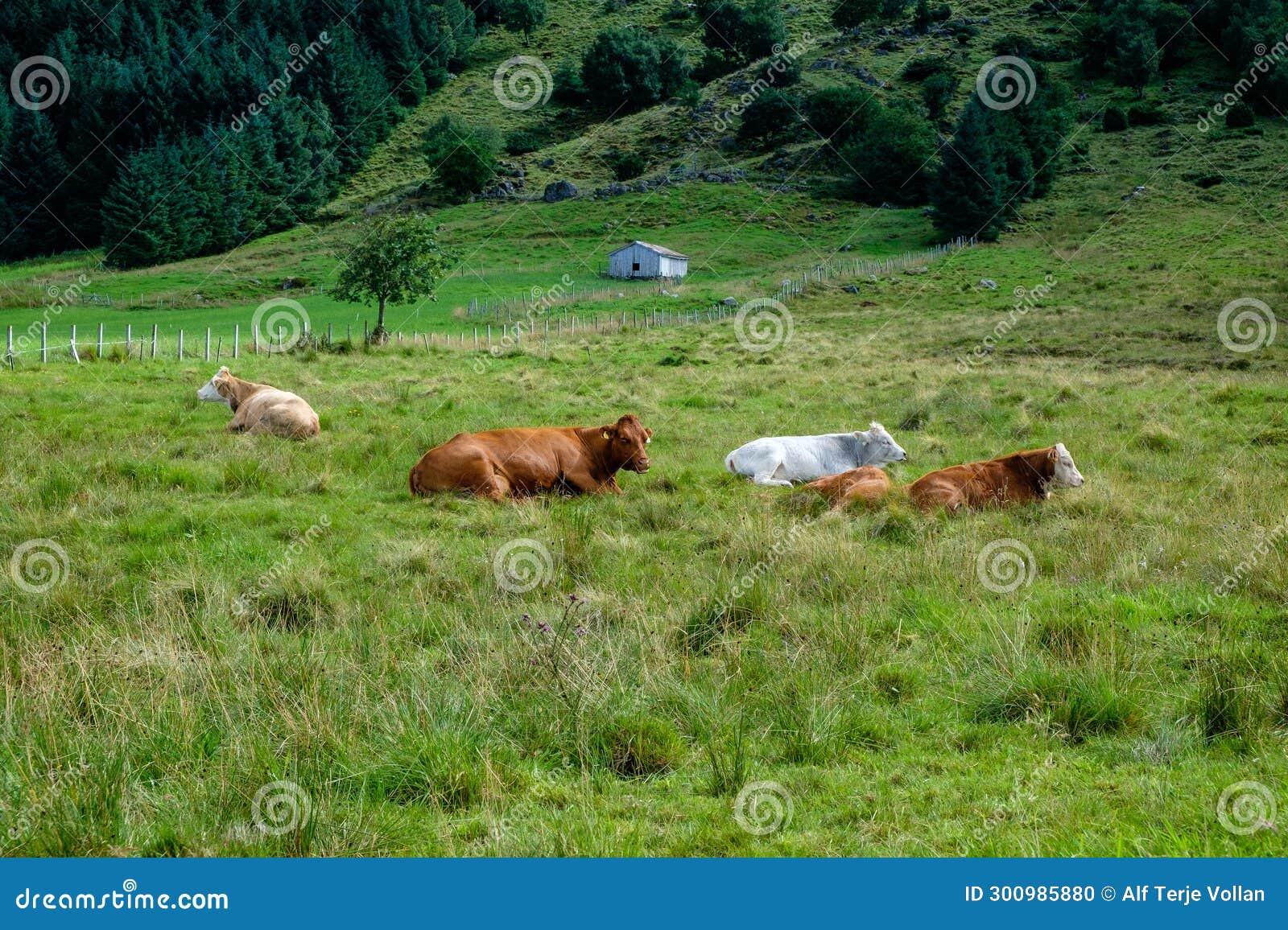 Cows Lying in the Grass in Front of Summer Barns Stock Photo - Image of ...