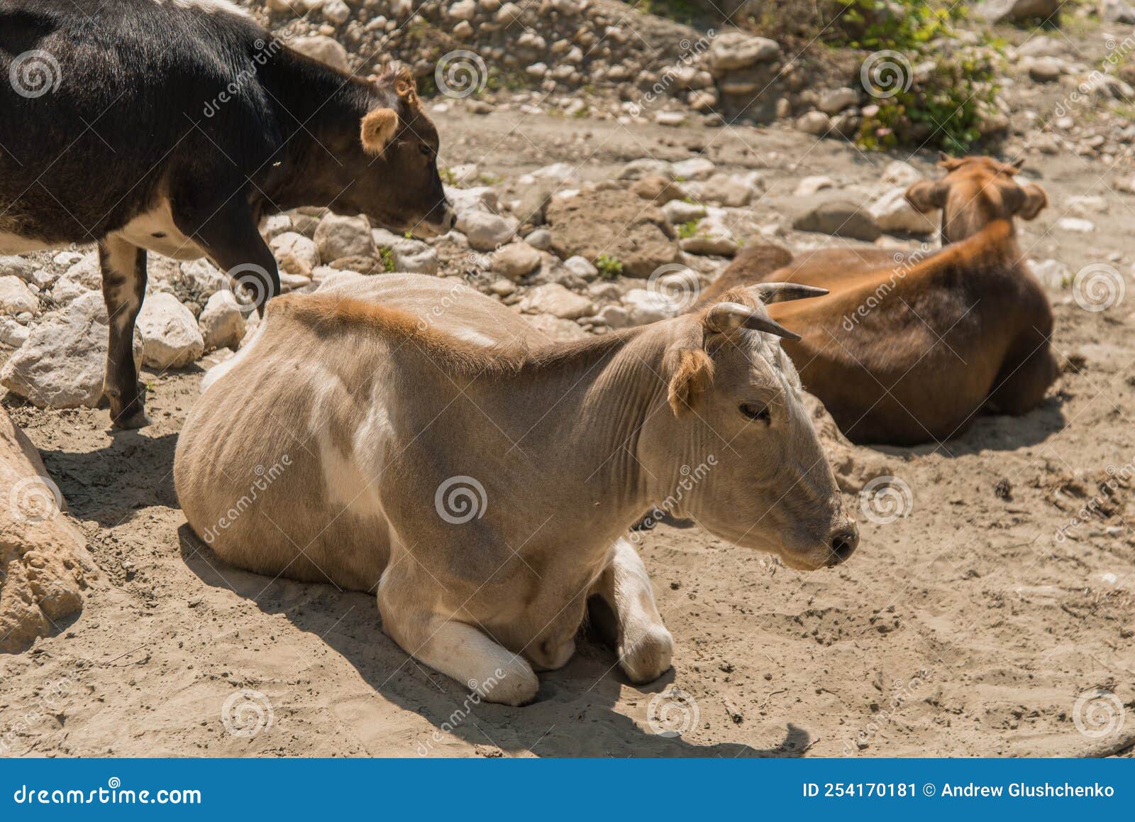 Cows are Lying in the Pasture Stock Image - Image of domestic, europe: 254170181