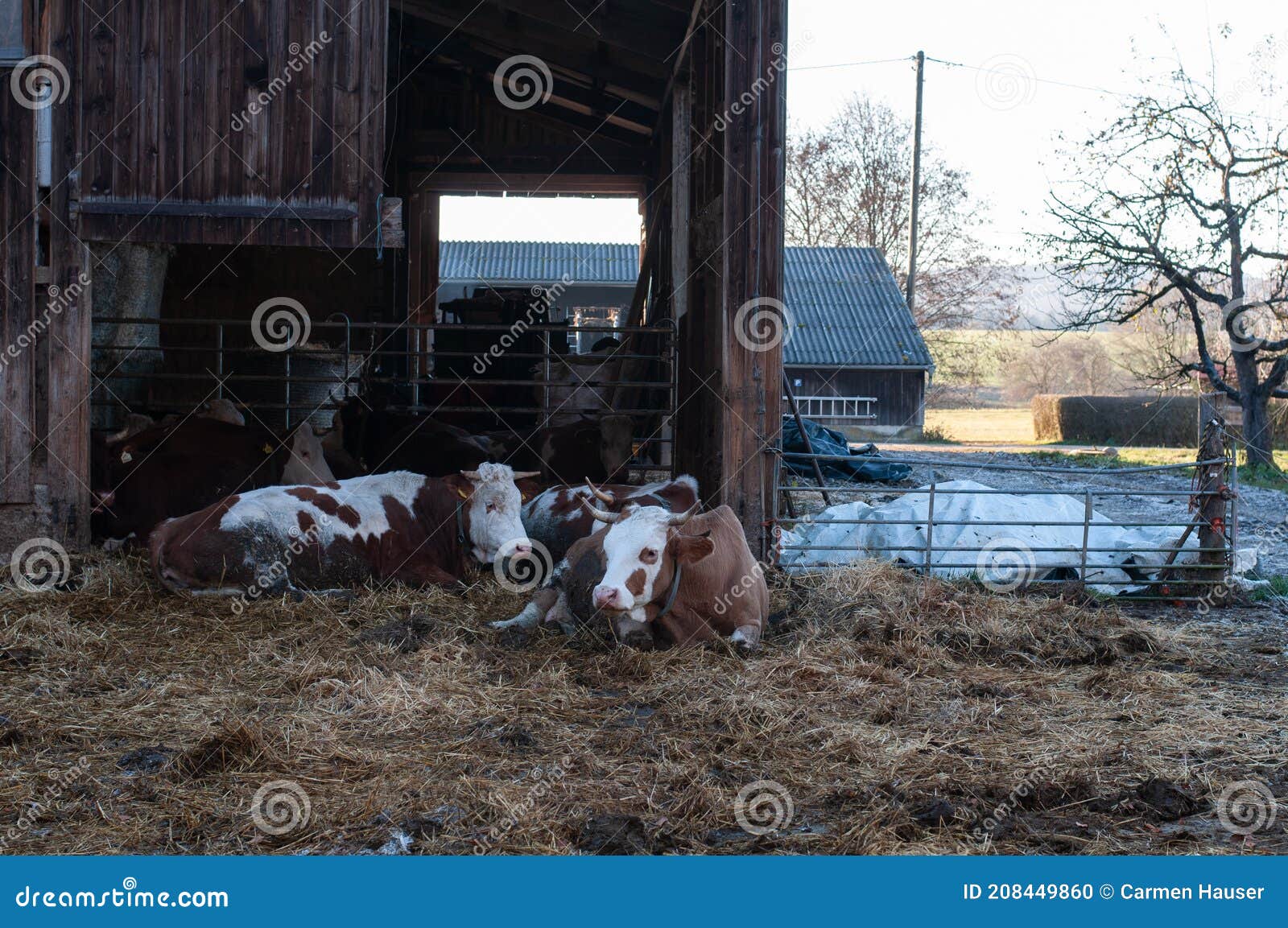 Cows Lying on Straw in a Stable Stock Photo - Image of straw ...