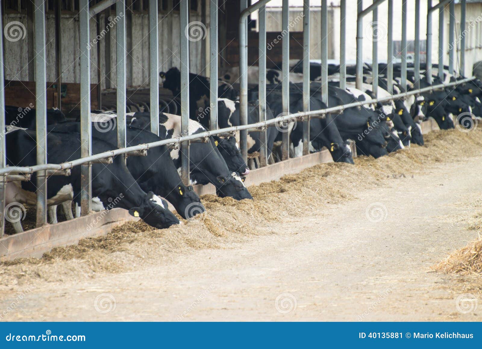 Cows stock image. Image of cowshed, breed, husbandry - 40135881