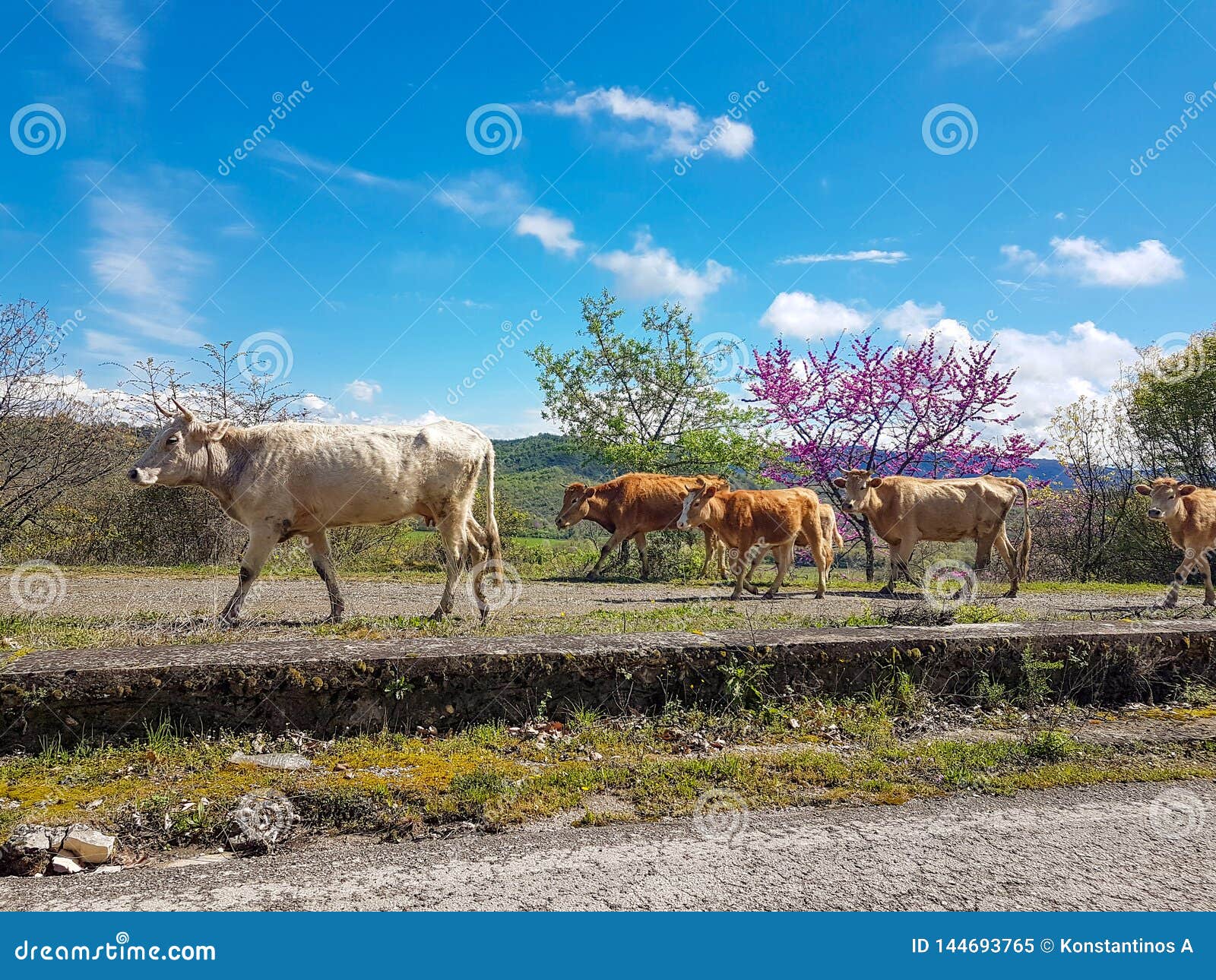 Cows many spring season stock image. Image of dairy - 144693765