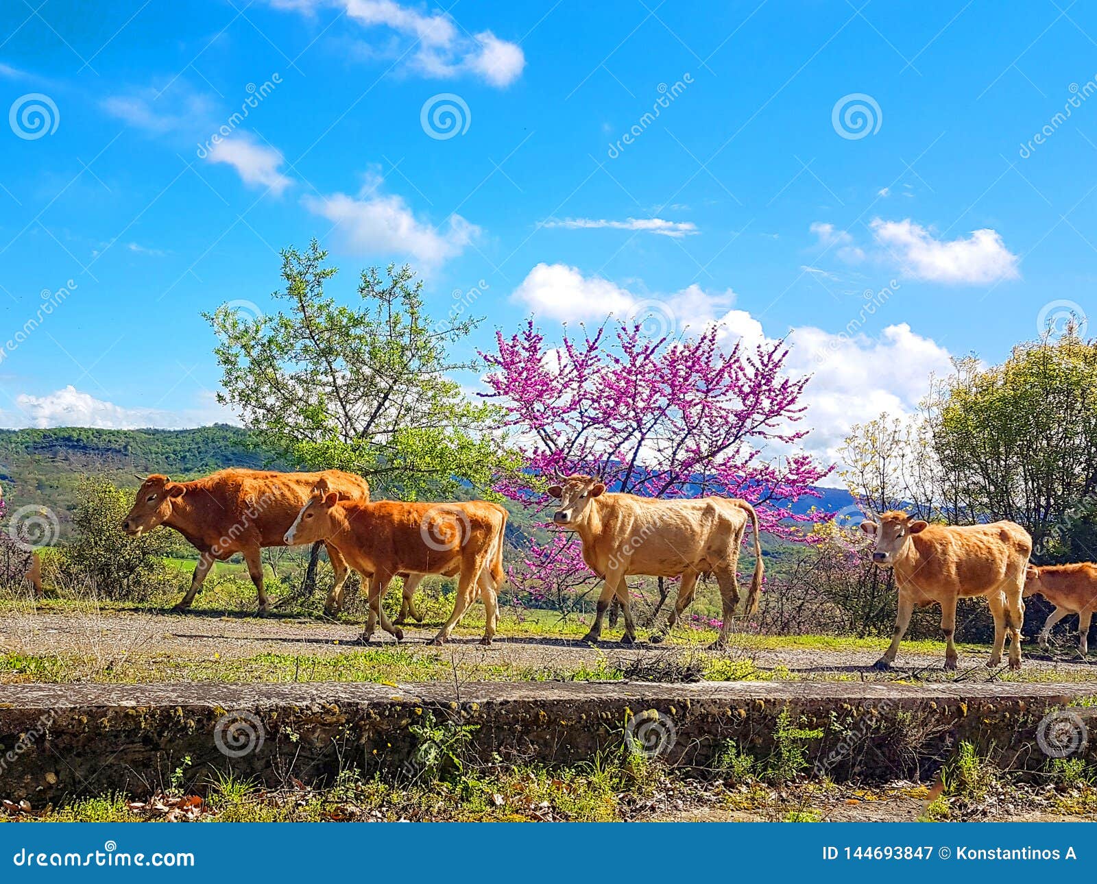Cows many spring season stock image. Image of farmland - 144693847