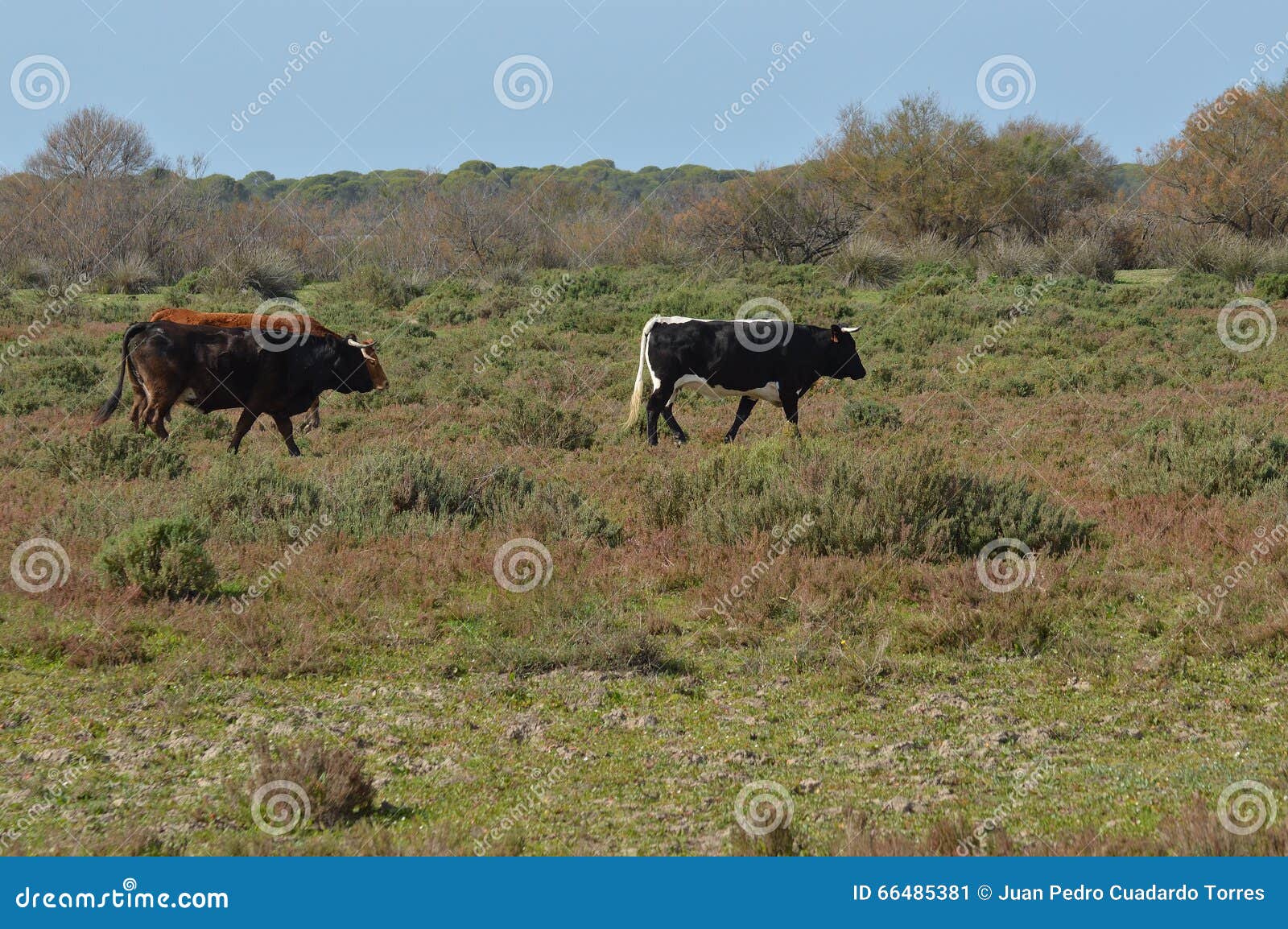 Cows stock image. Image of savanna, marshes, tree, wildlife - 66485381