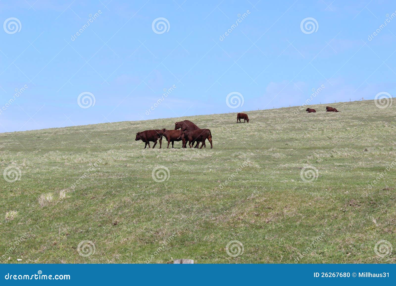 Cows Mating Stock Photo - Image: 26267680