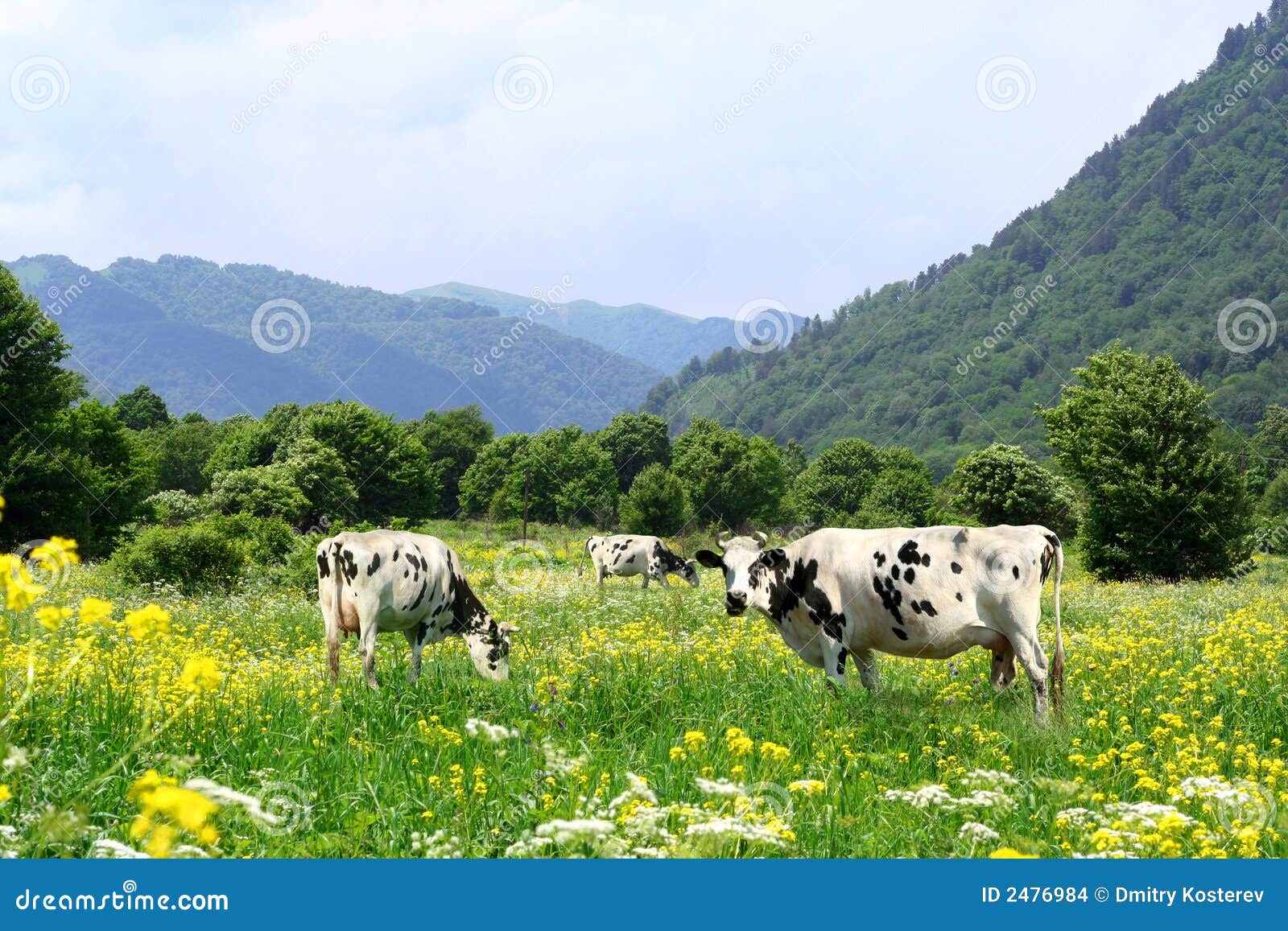 Cows and Meadow stock photo. Image of farm, pyrenees, grass - 2476984