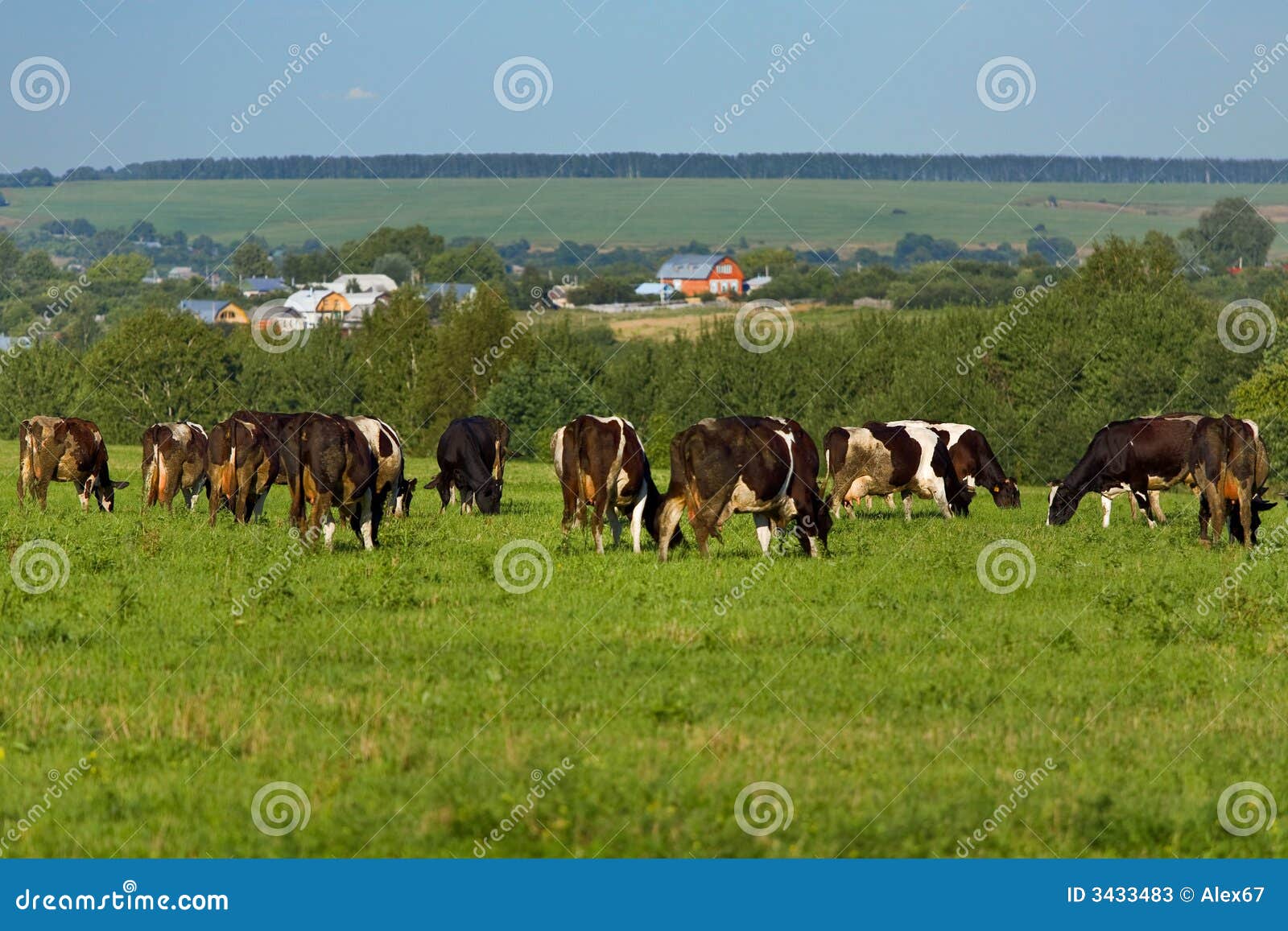 Cows on a meadow stock image. Image of bull, farm, tree - 3433483