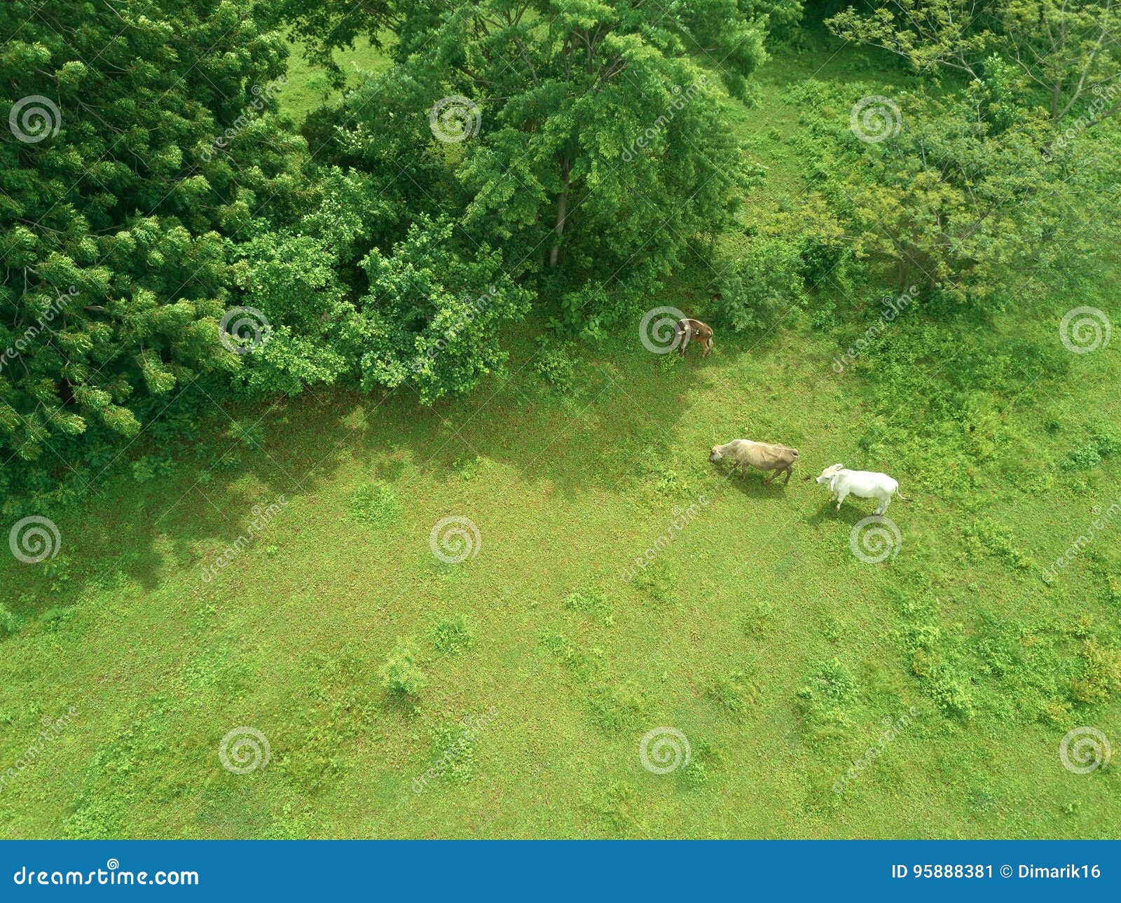 Cows on meadow above view stock image. Image of meadow - 95888381
