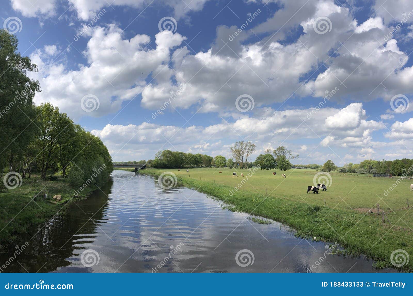 Cows in the Meadow Around Ommen Stock Image - Image of cloud, spring ...