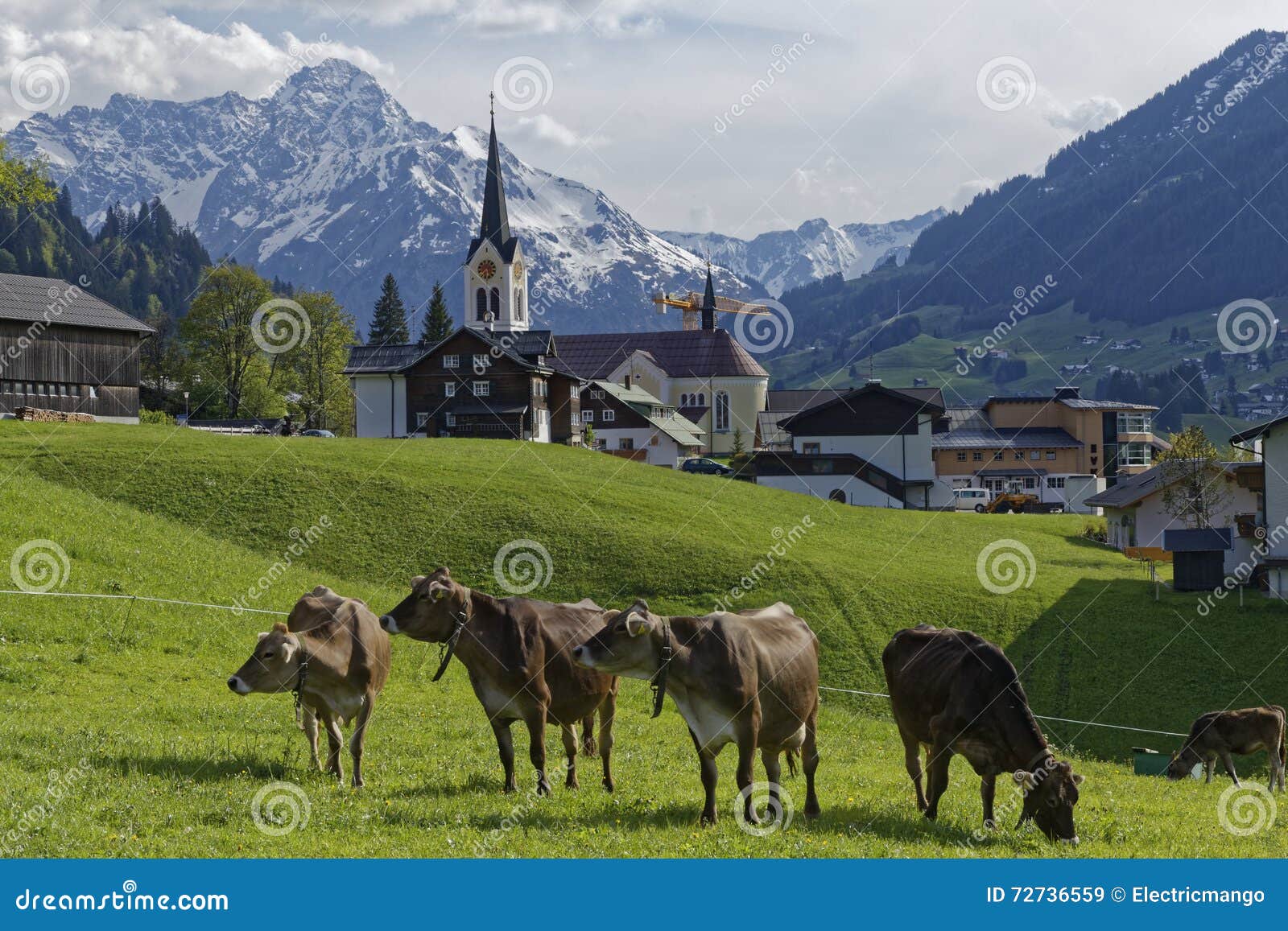 Cows stock image. Image of calf, alpine, austria, firewood - 72736559