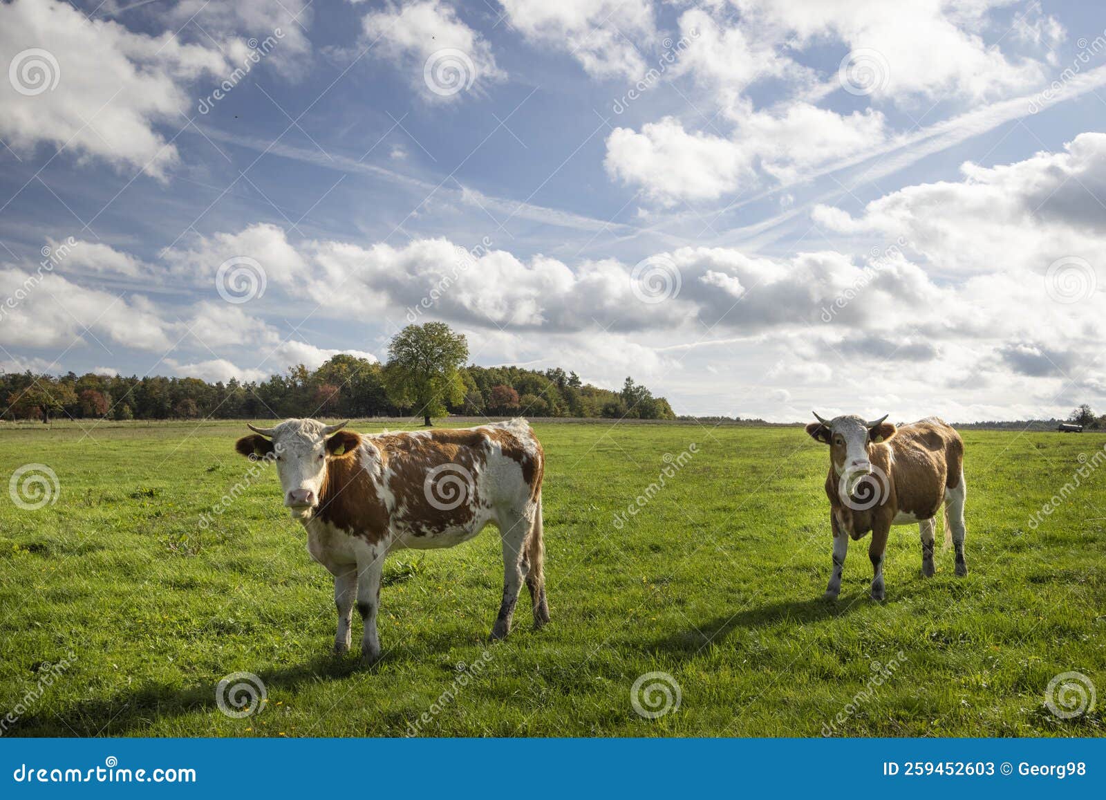 Cows on a Meadow Scenery with Blue Sky an Clouds Stock Image - Image of ...