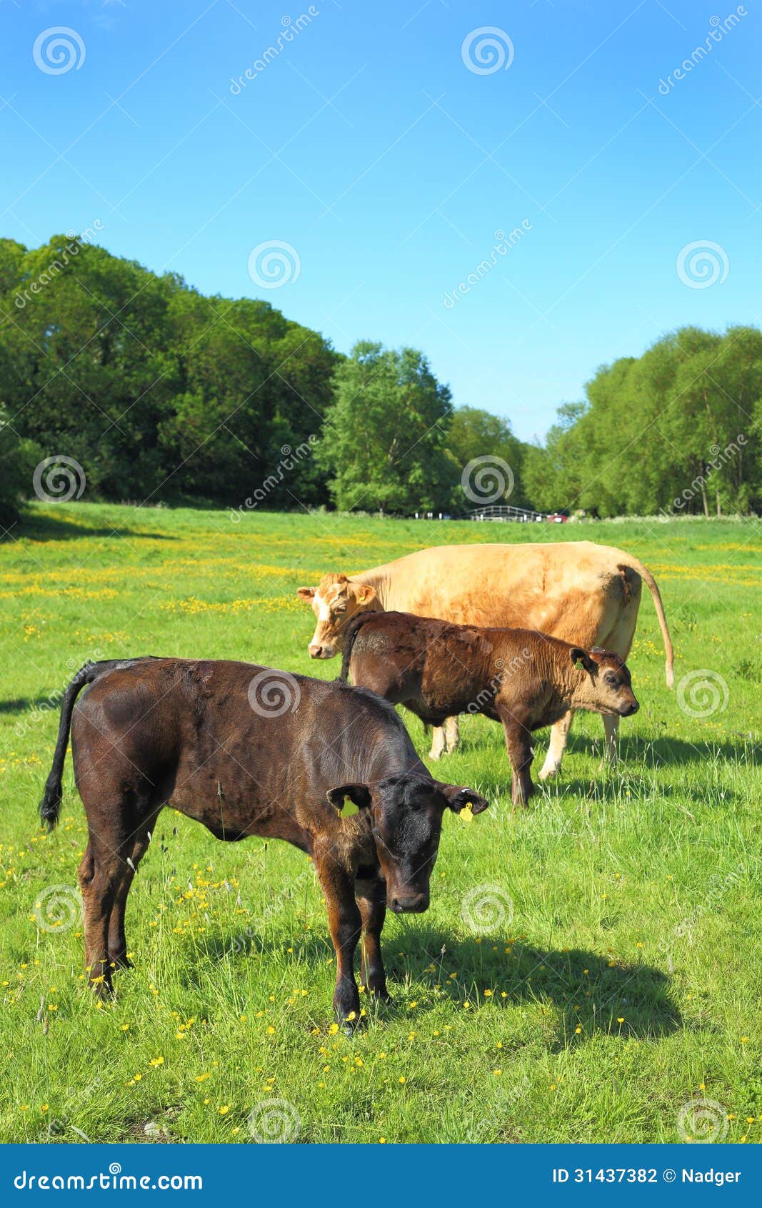 Cows in a meadow stock photo. Image of british, sunny - 31437382