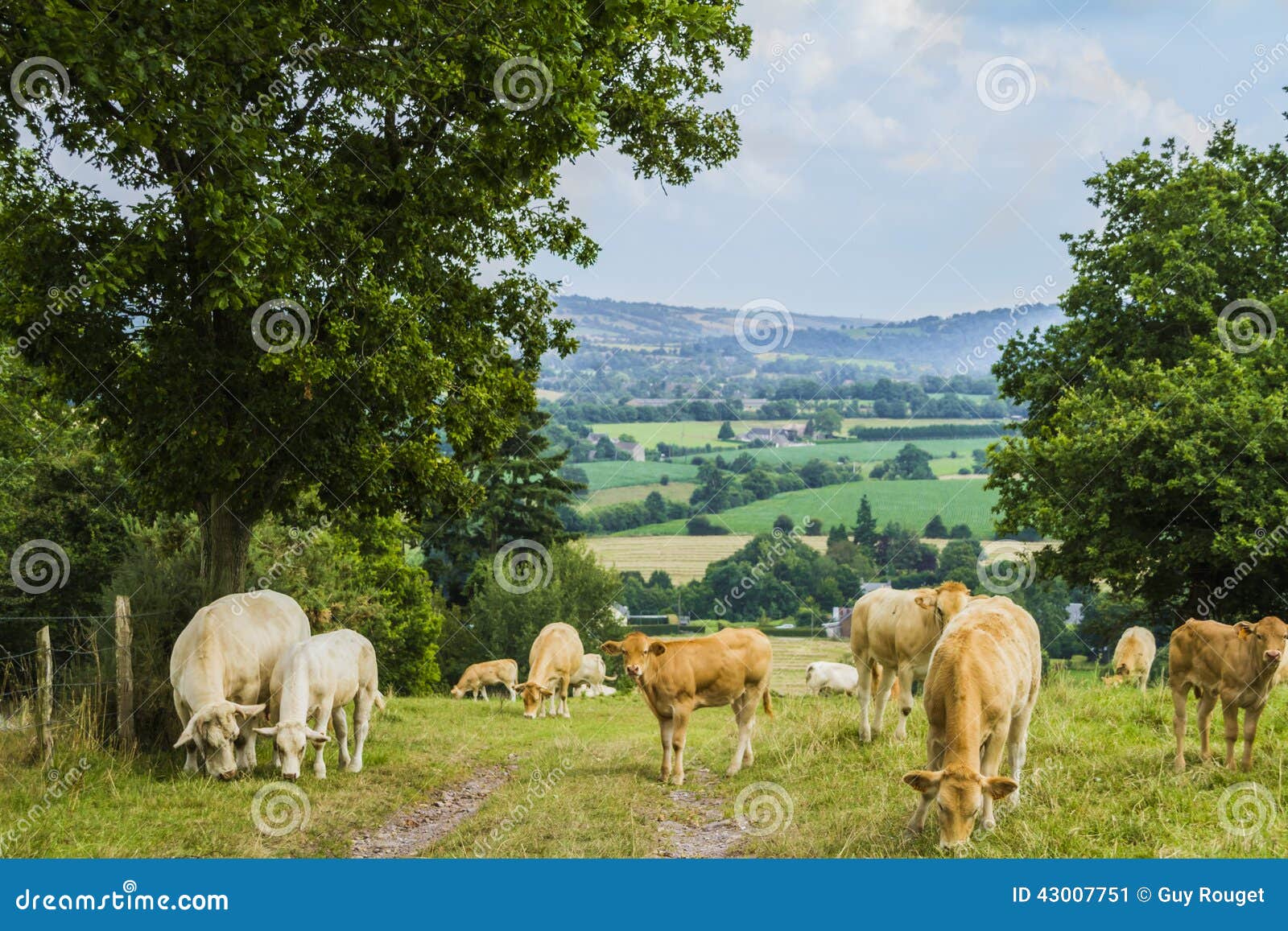 Cows in the meadow stock image. Image of meadow, breeding - 43007751