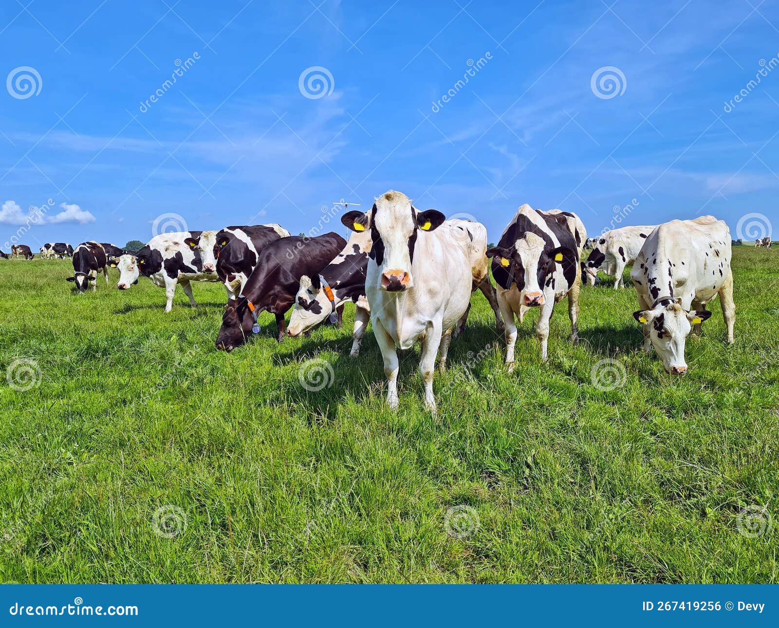 Cows in the Meadow in Spring in Friesland the Netherlands Stock Photo ...