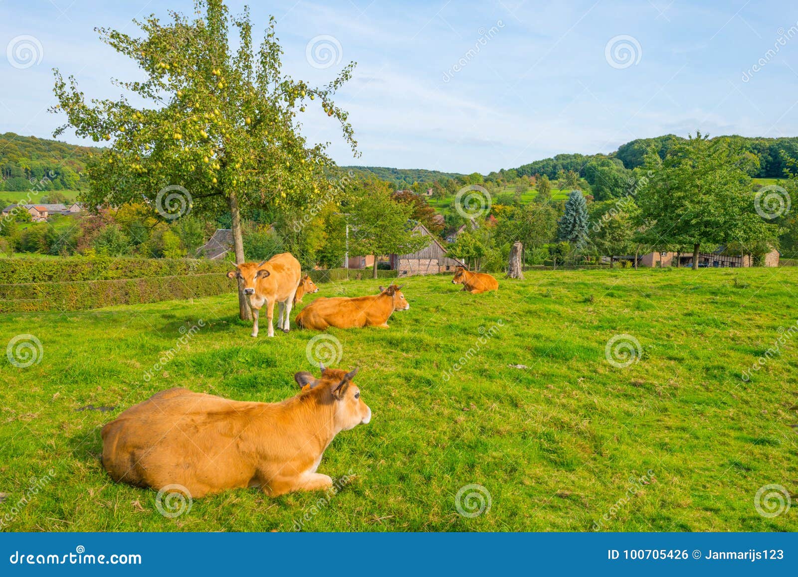 Cows in a Meadow with Trees in Sunlight at Fall Stock Photo - Image of ...