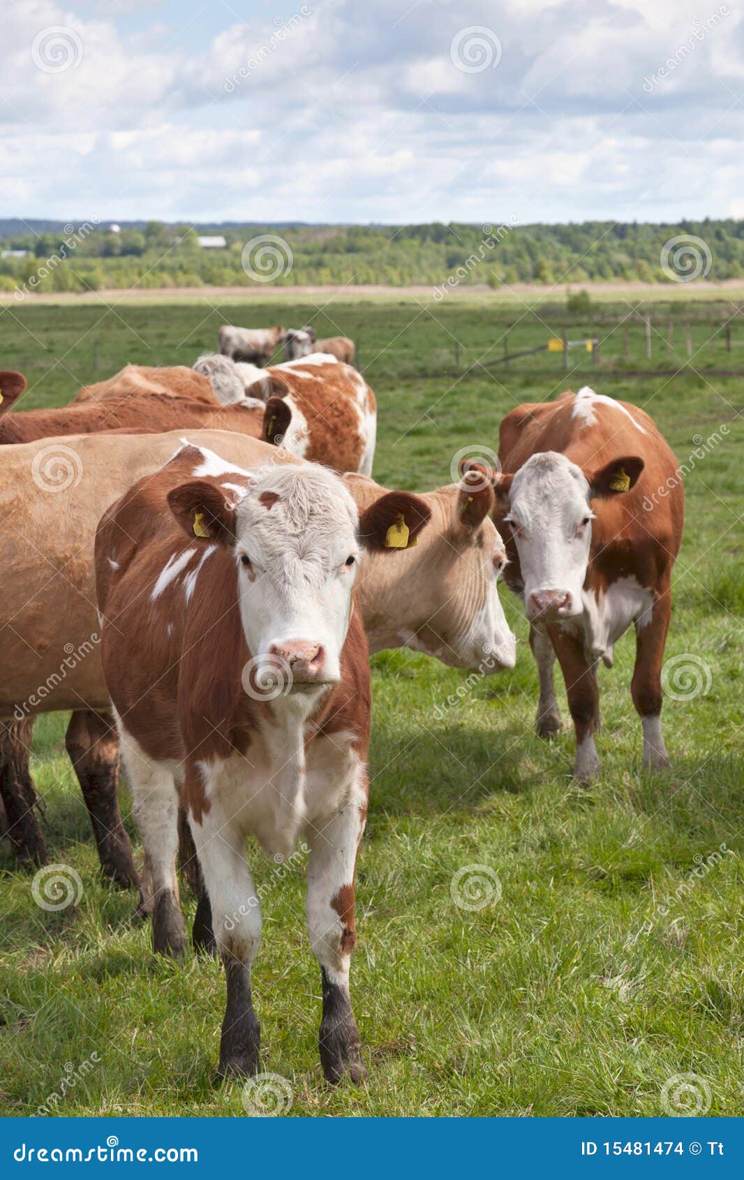 Cows on medow stock photo. Image of field, agriculture - 15481474