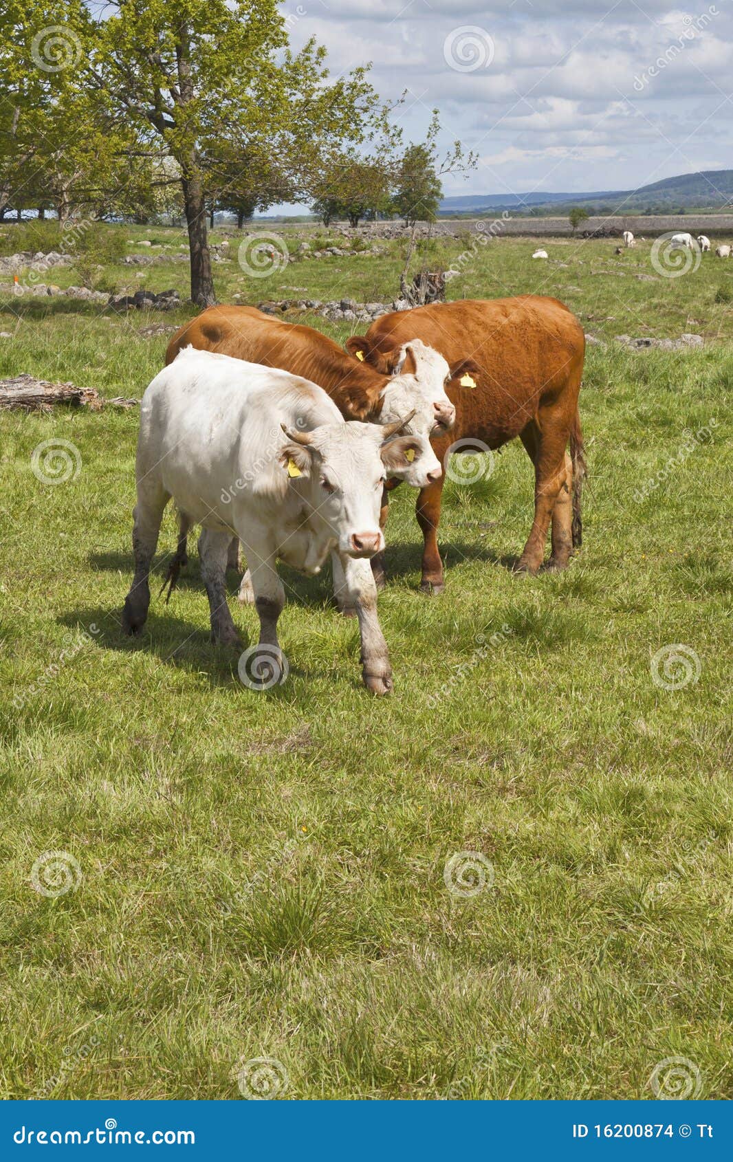 Cows on medow stock photo. Image of farming, horizons - 16200874