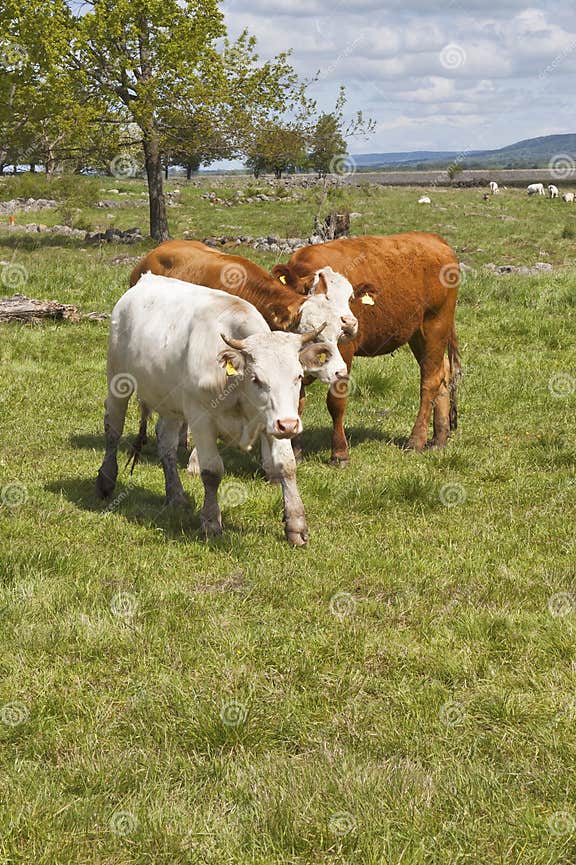 Cows on medow stock photo. Image of farming, horizons - 16200874