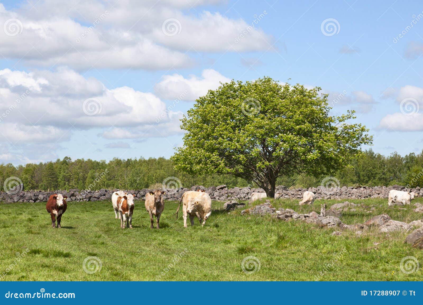 Cows on medow stock image. Image of clouds, pastures - 17288907