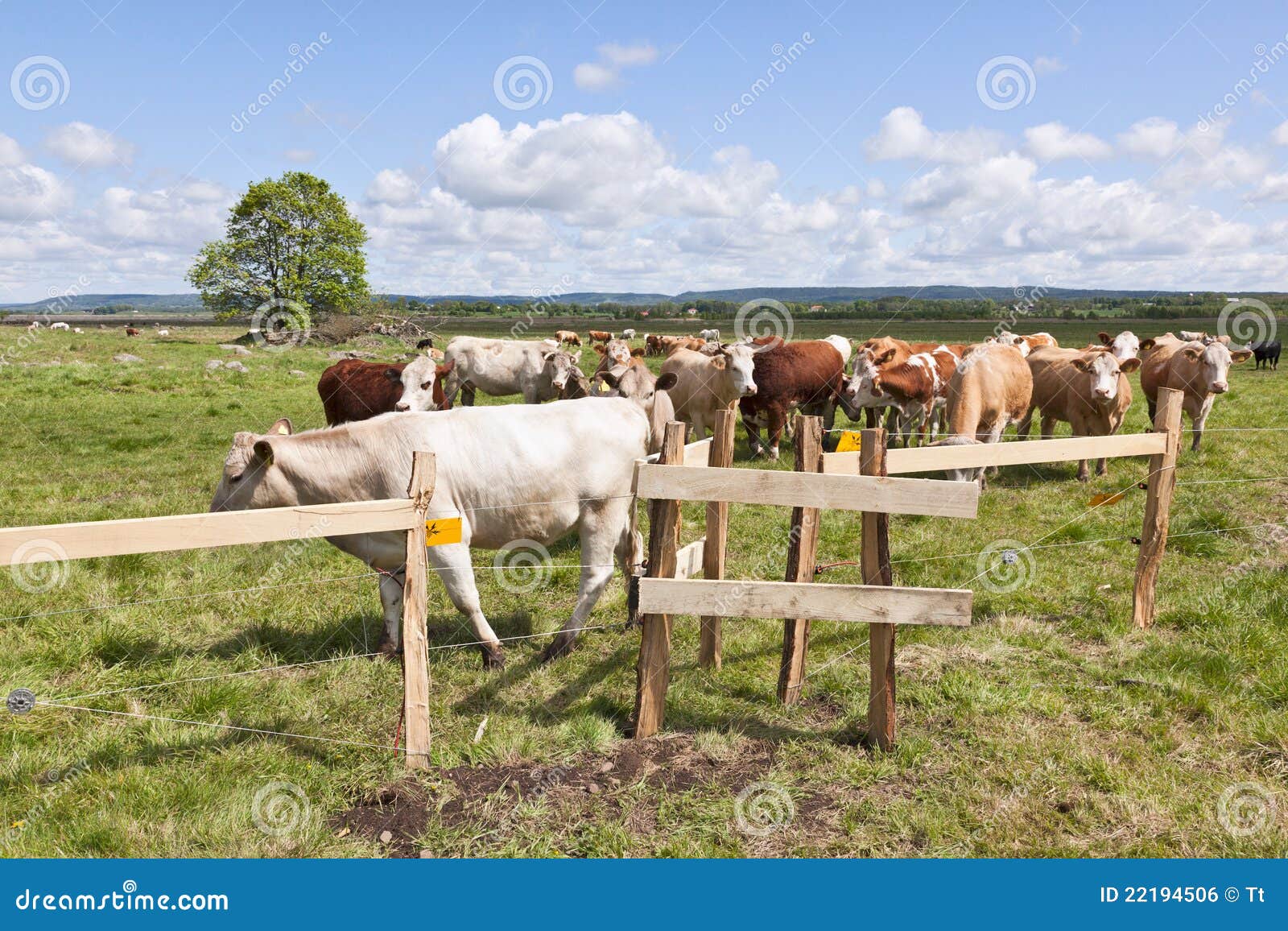 Cows on medow stock photo. Image of pastures, meadows - 22194506