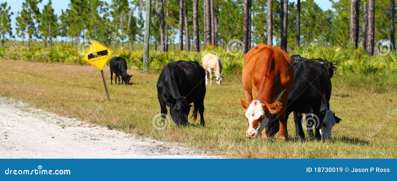 Cows on Military Base stock image. Image of florida, animal - 18730019