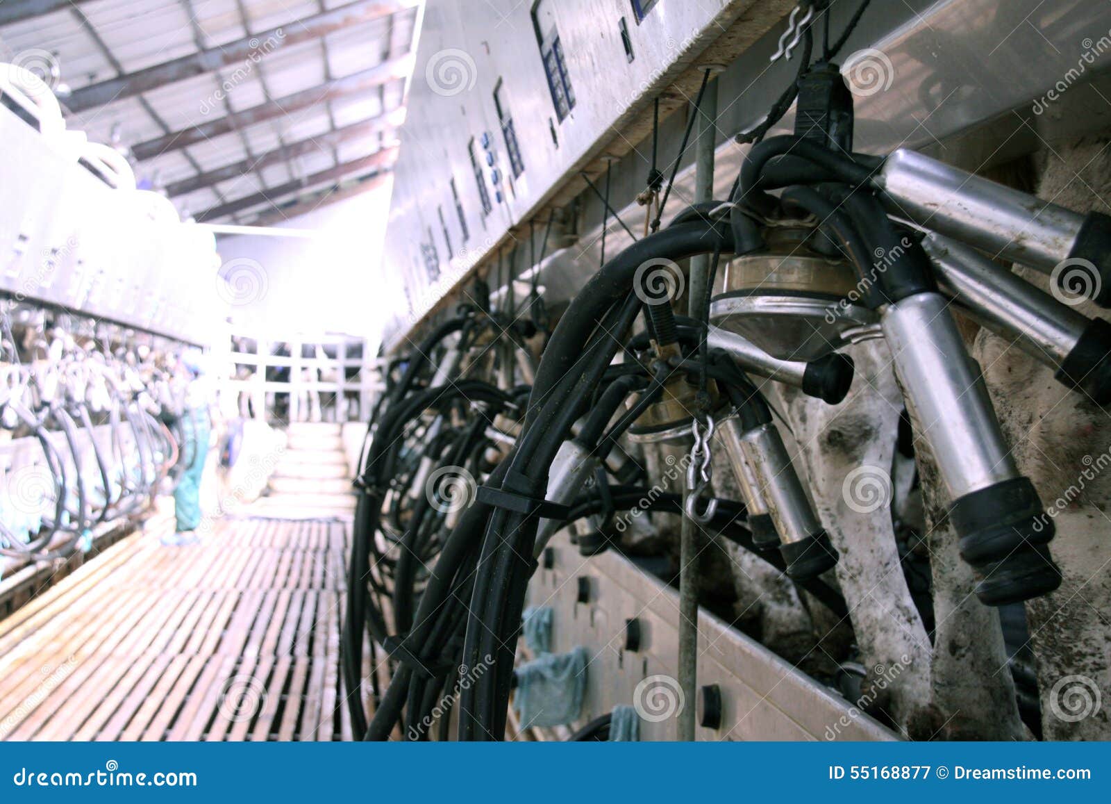 Cows at milk farm stock image. Image of natural, equipment - 55168877