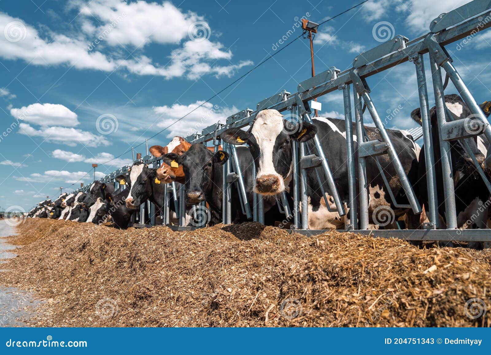 Cows for Milking in Farm. Dairy Cows in Modern Bar in Dairy Farm ...