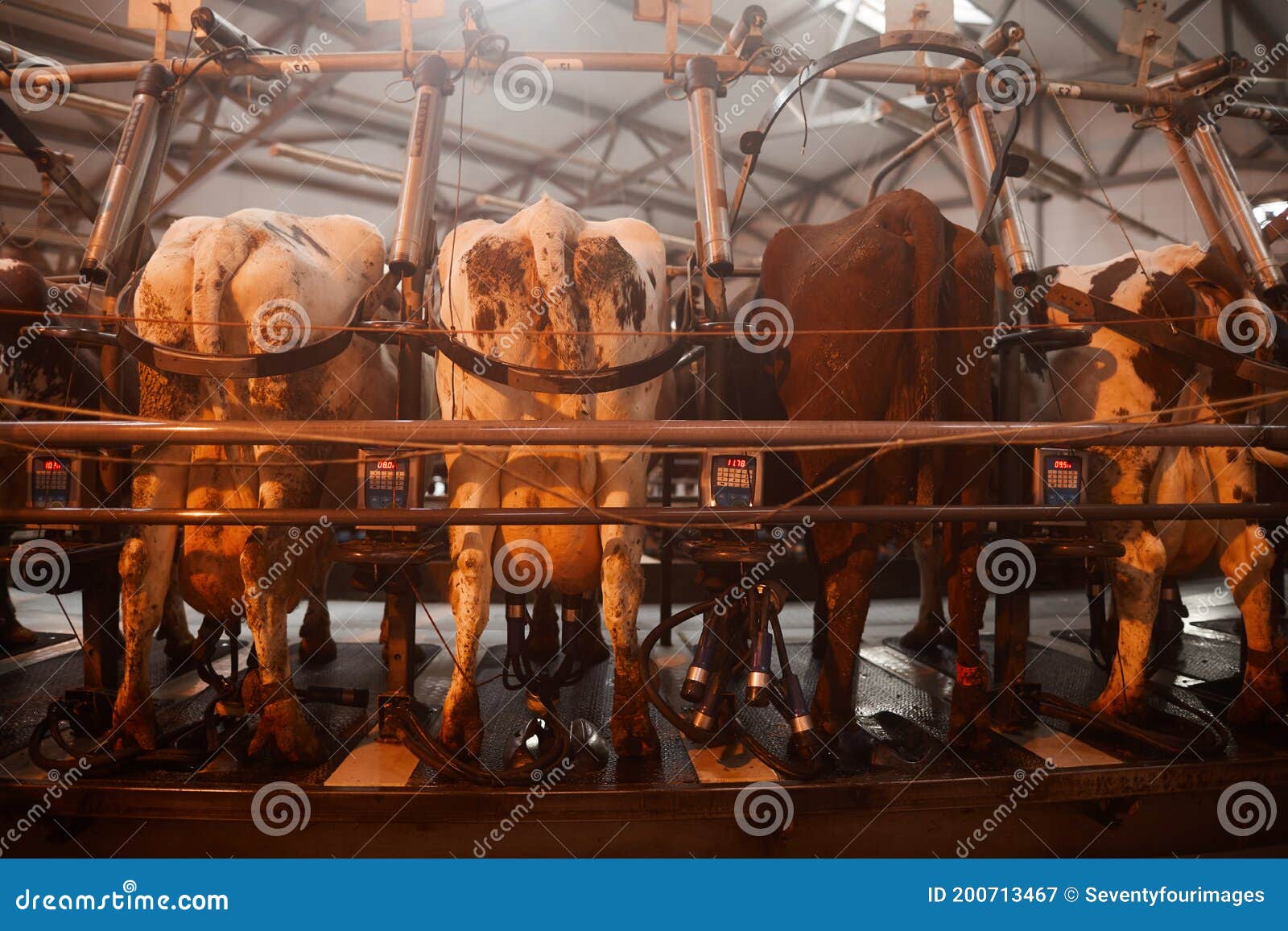Cows in Milking Machine Back View Stock Image - Image of background ...