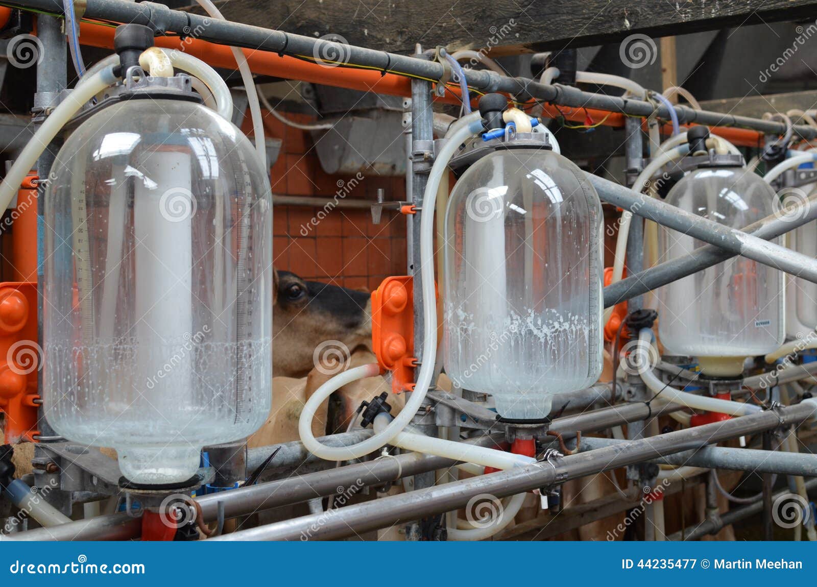 Row Of Cows During Milking Using Extractor Machines Royalty-Free Stock ...