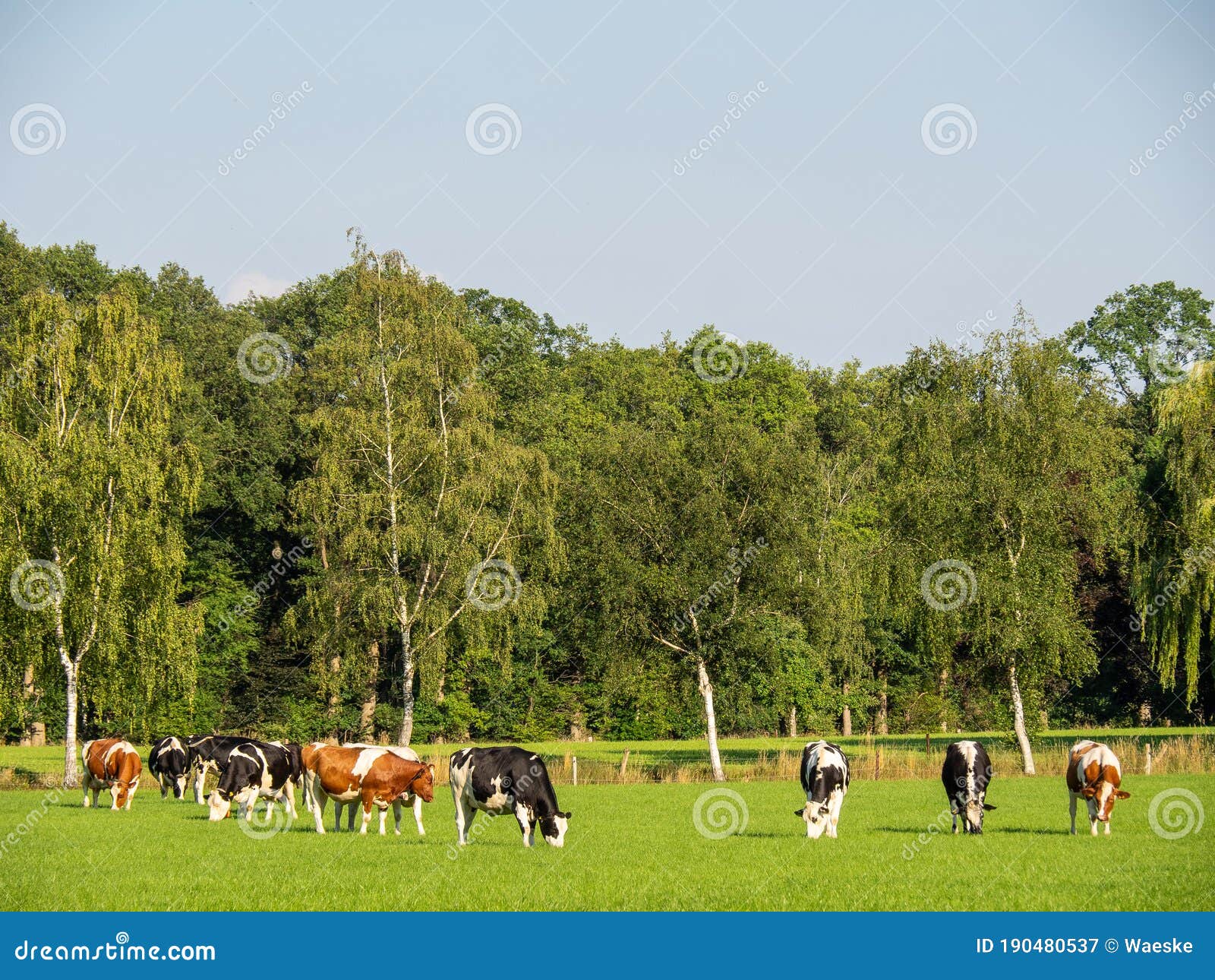 Cows and a Mill in the Netherlands Stock Image - Image of nature, mill ...