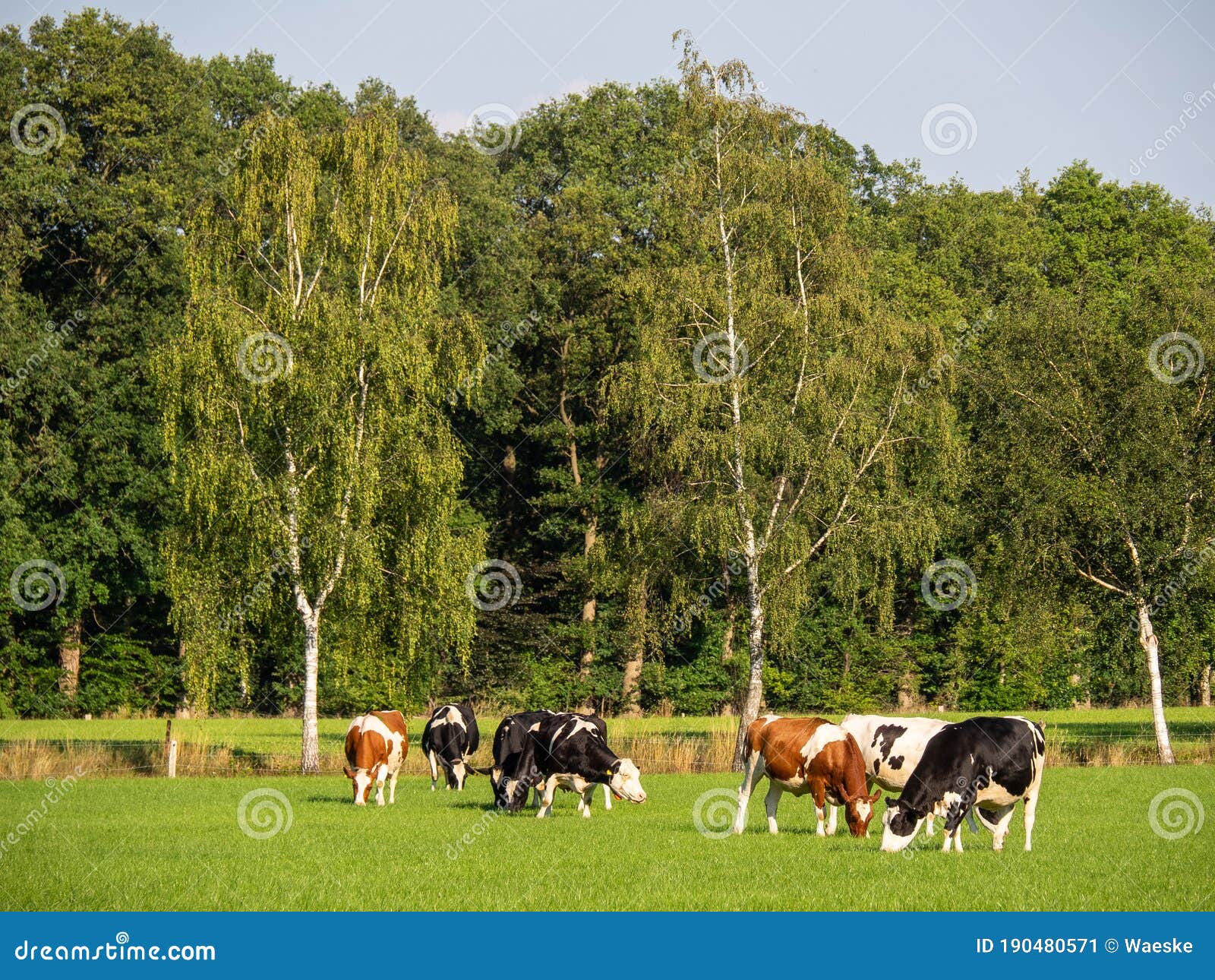 Cows and a Mill in the Netherlands Stock Image - Image of meadow ...