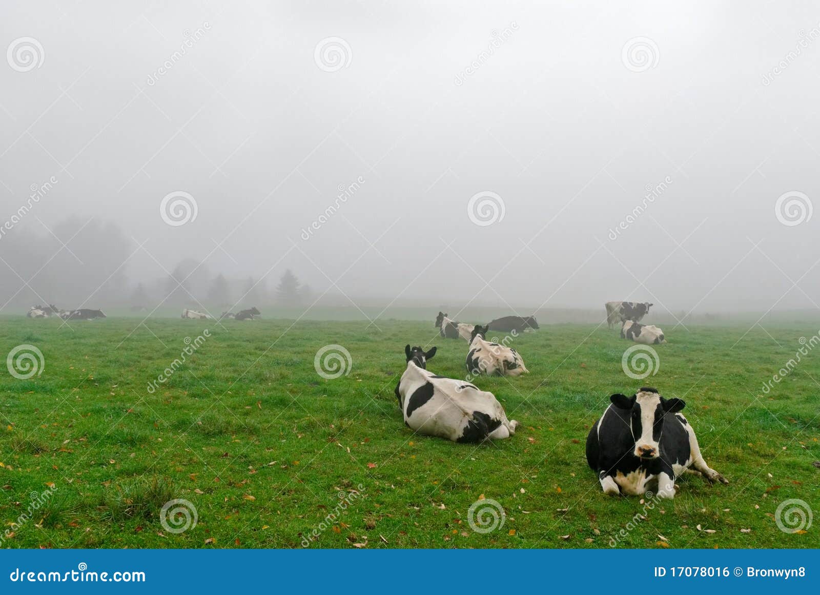 Cows in Mist stock photo. Image of weather, space, field - 17078016