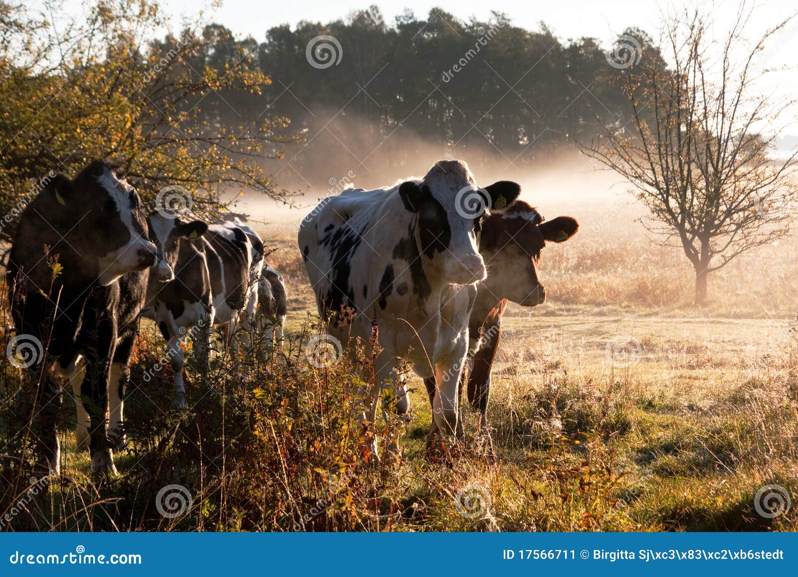 Cows in mist. stock image. Image of picturesque, grass - 17566711