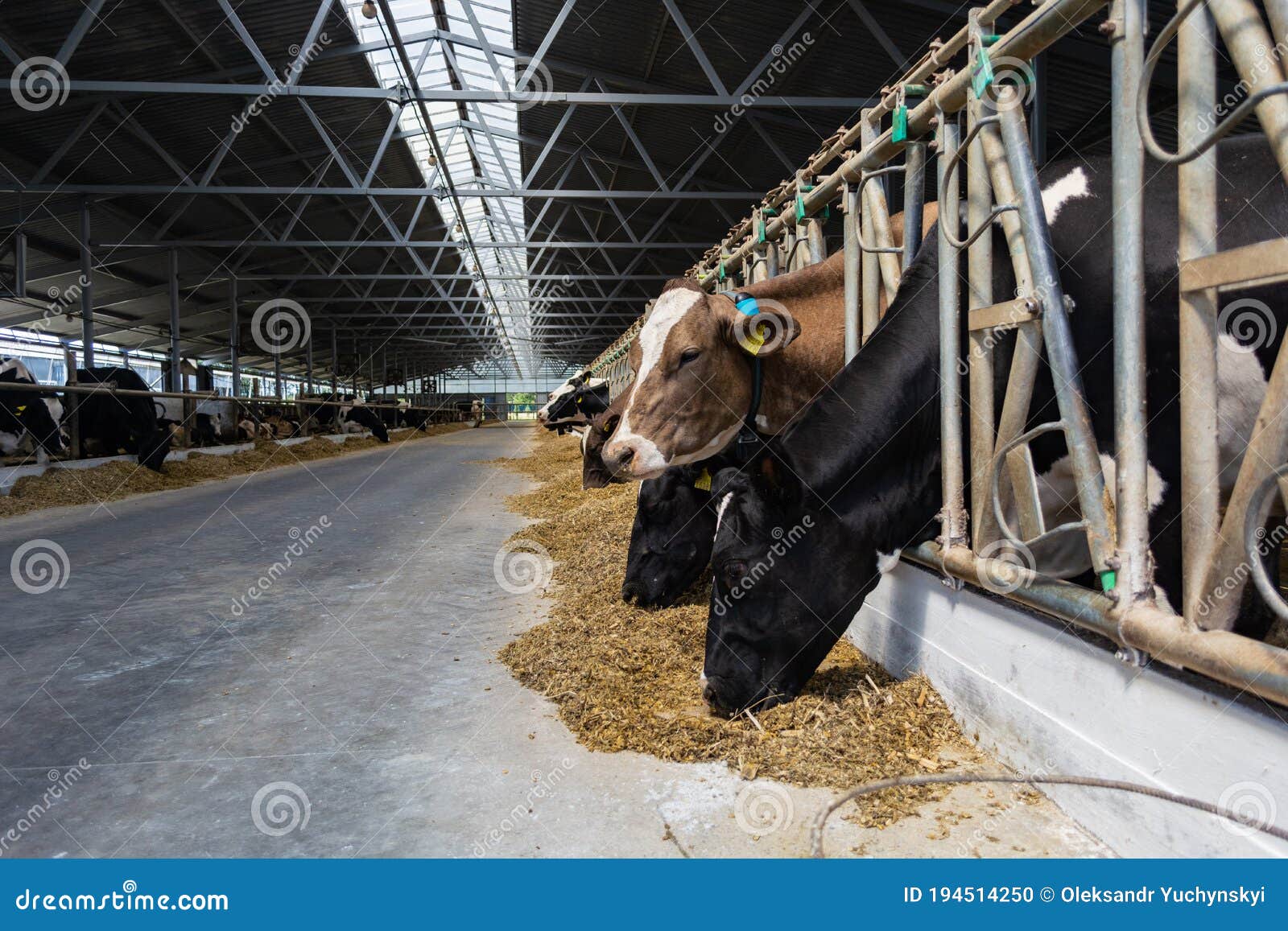 Cows on a Modern Farm Eat Silage from the Feed Table Stock Photo ...
